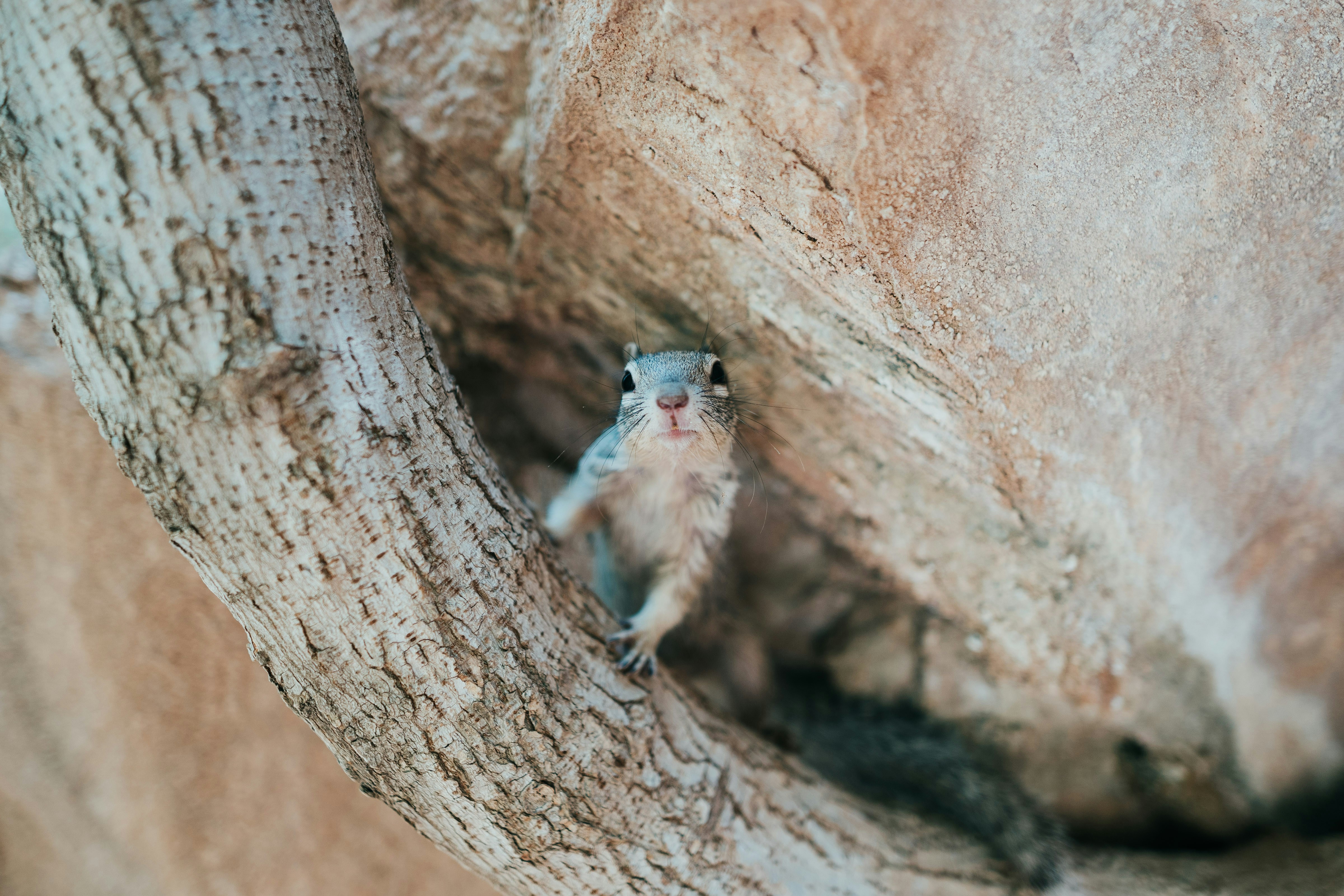 White and brown rodent on brown tree trunk photo – Free Zion national ...