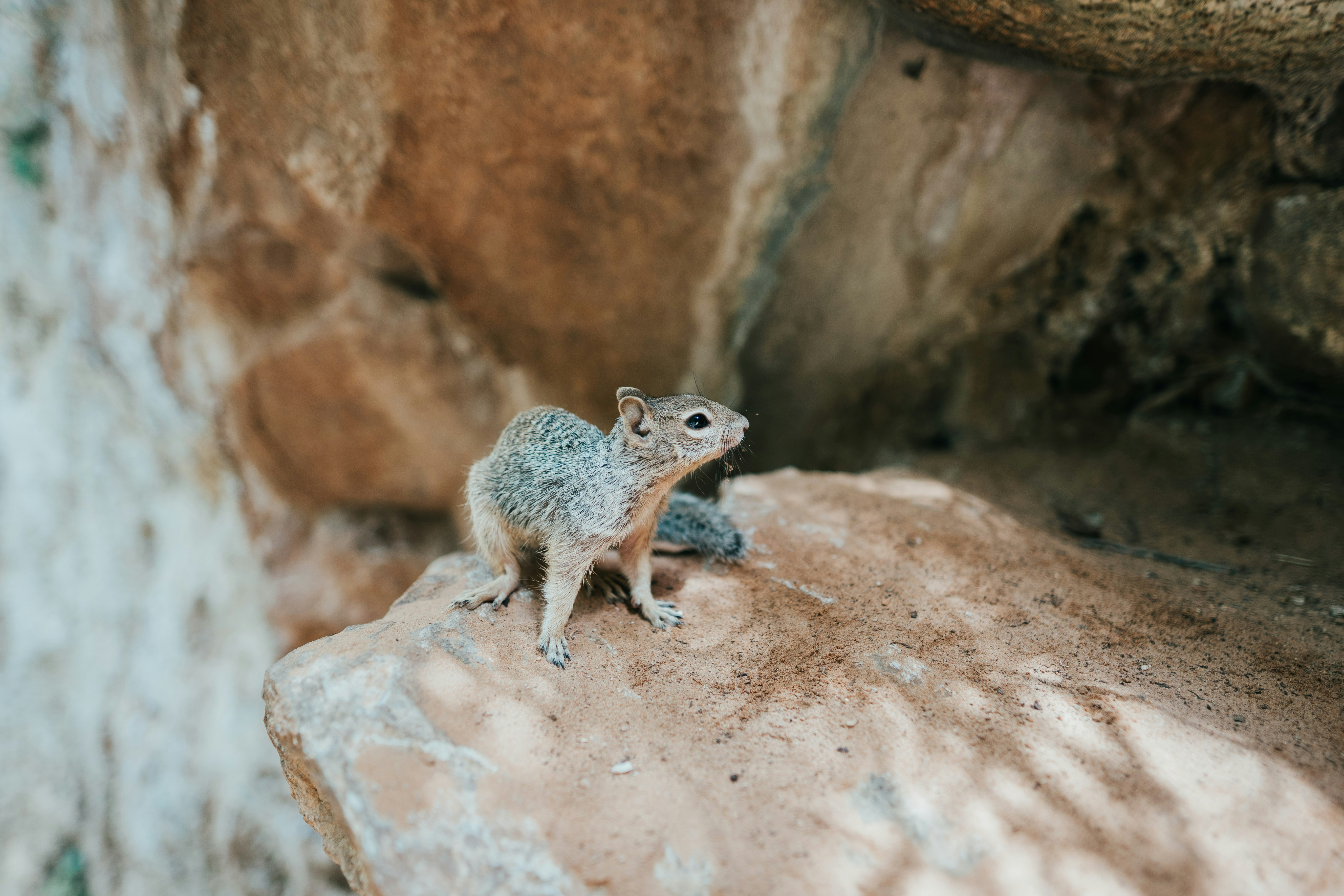 brown squirrel on brown rock