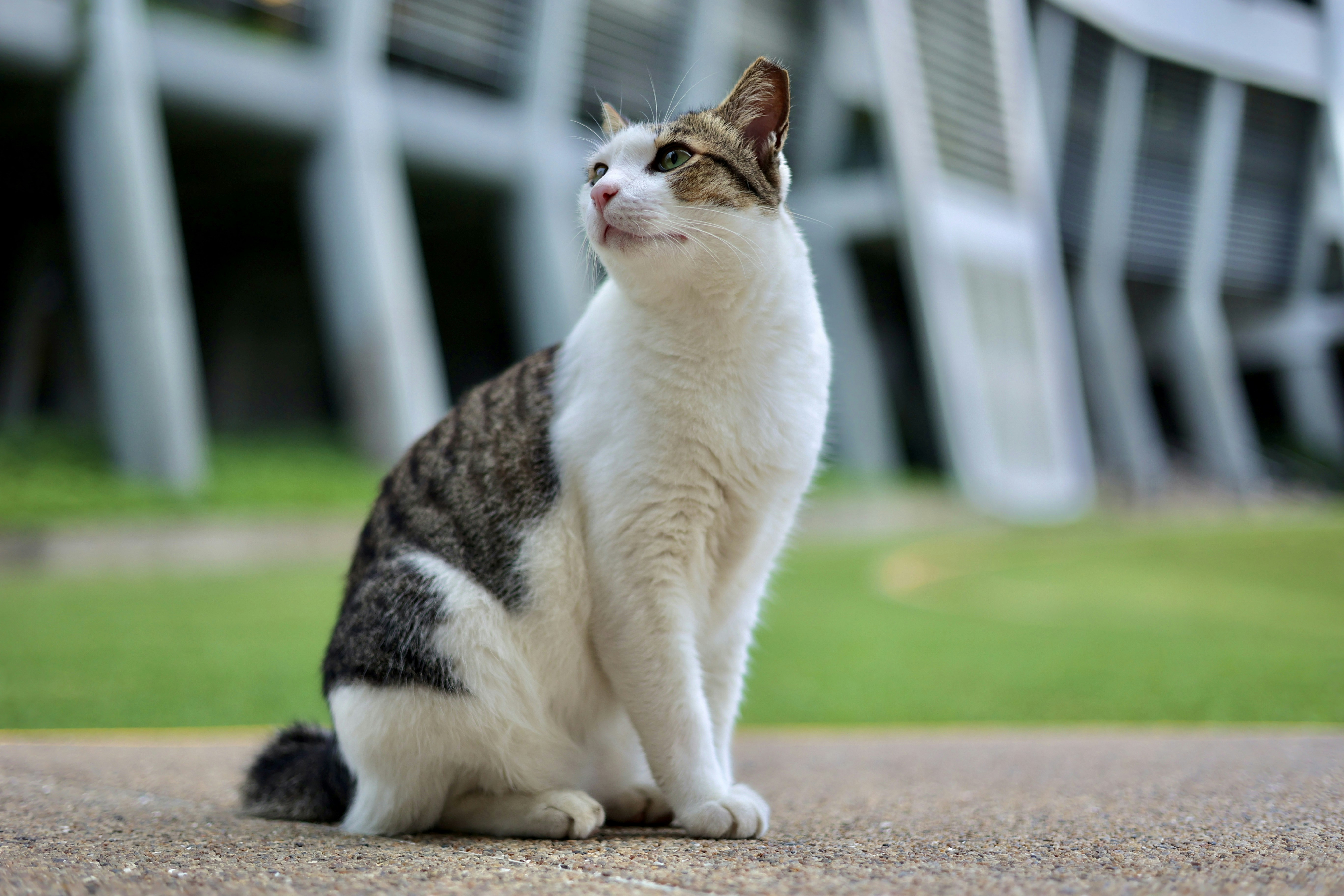 White and black cat sitting on a brown path with a blurred modern architectural backdrop.