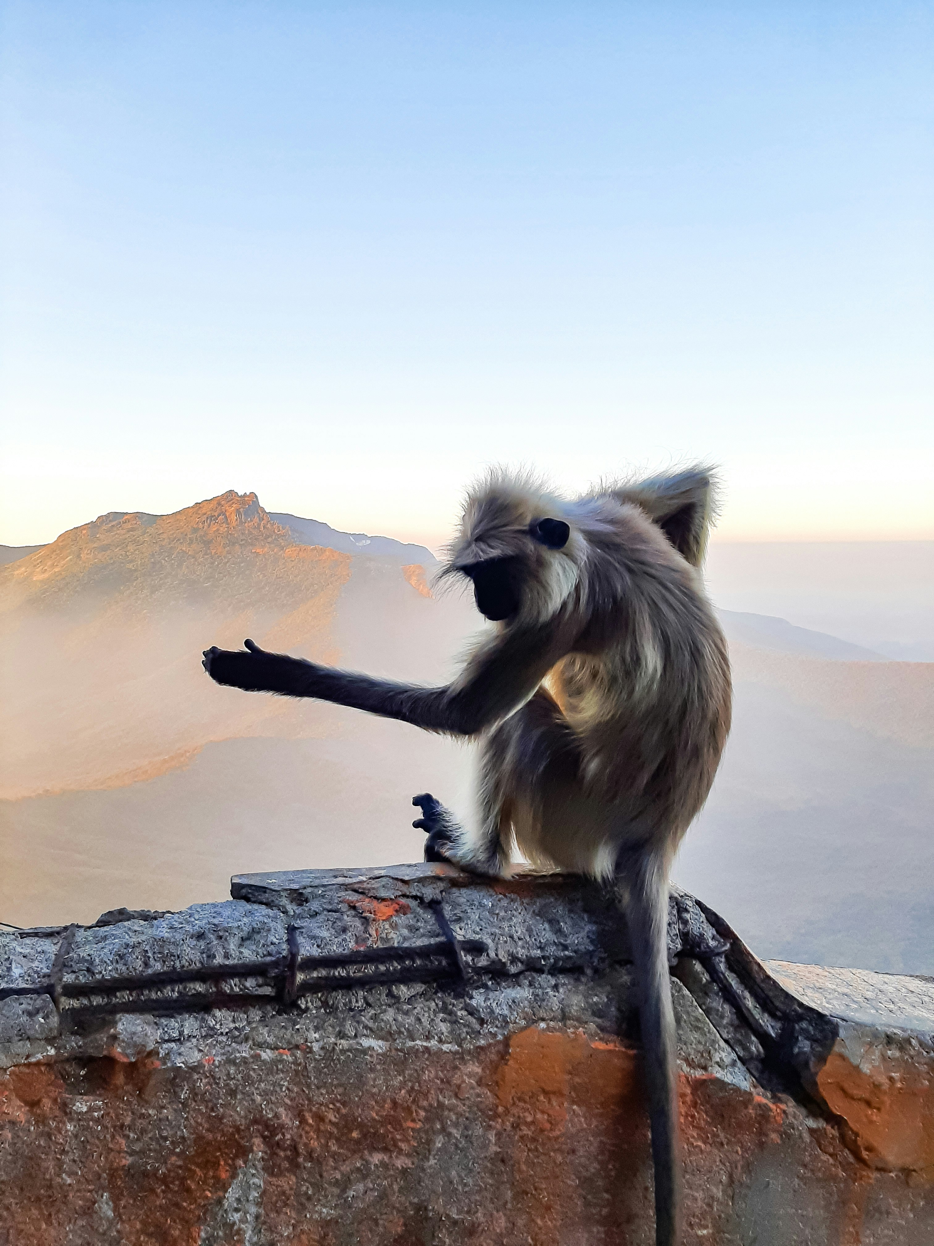 A distant charm: a capuchin on a cliff’s edge at dawn