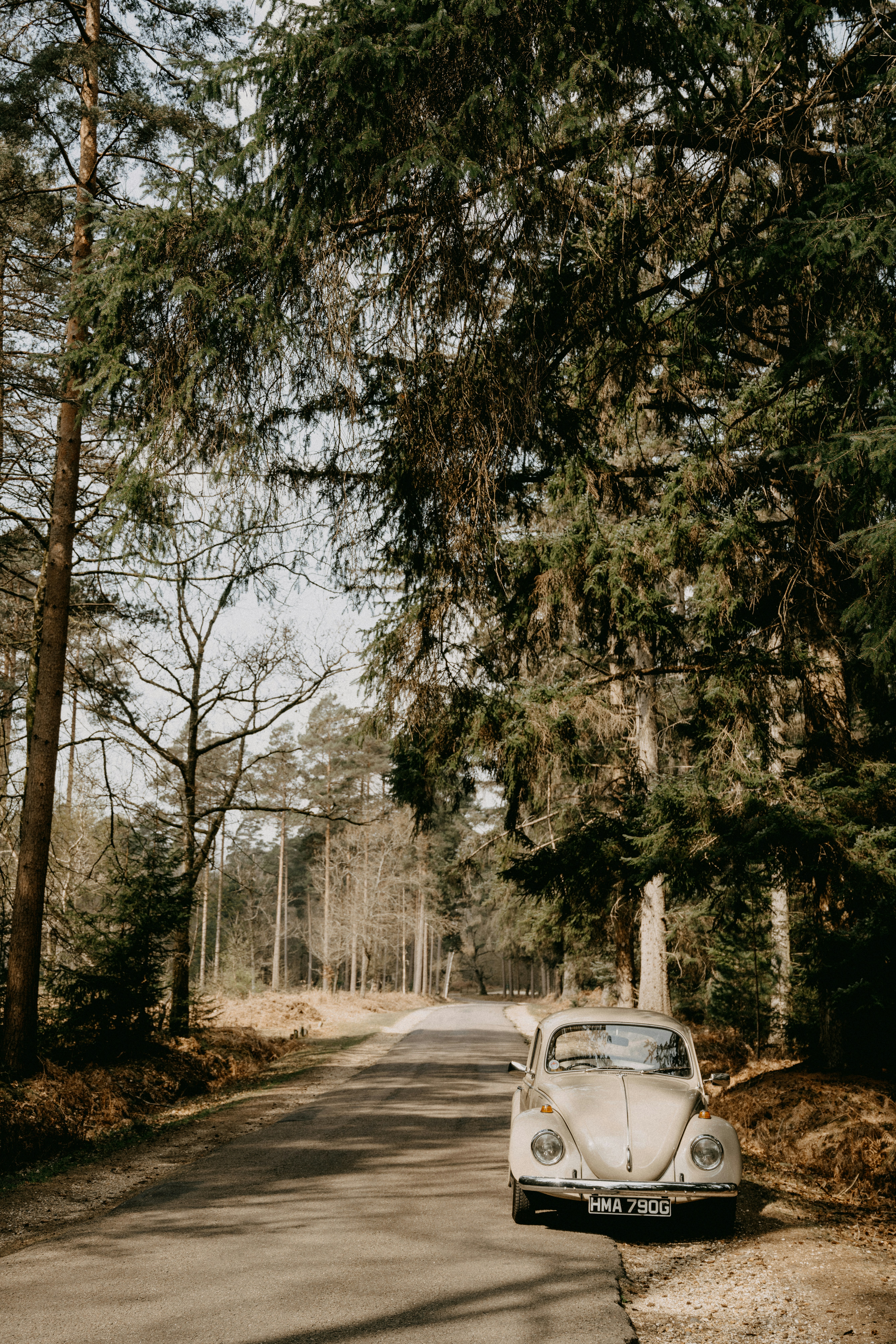 Beetle at the Forest Road: A Quiet Moment Along the Pine-Shadowed Lane