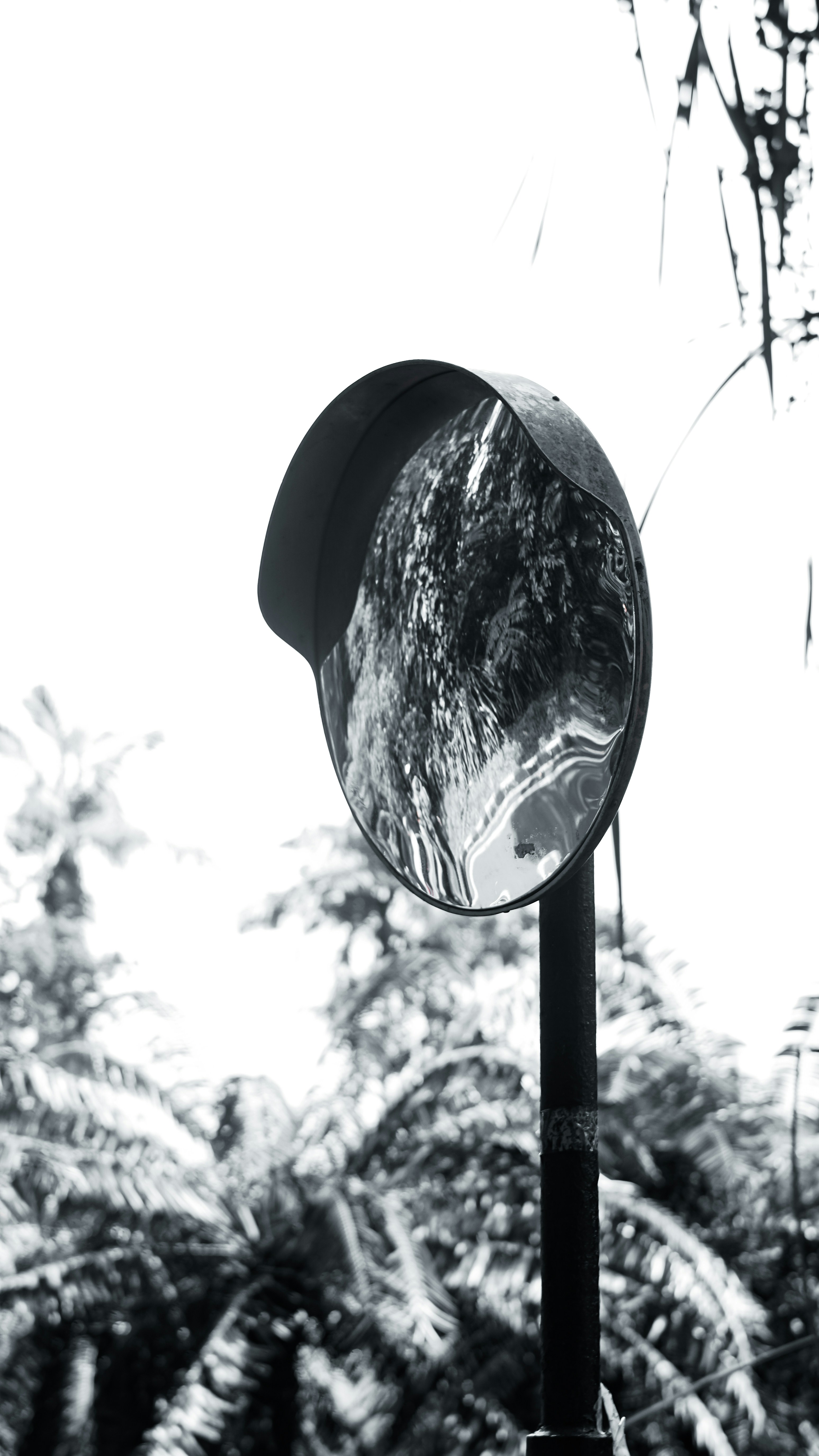 A reflective mirror mounted on a post, capturing the surrounding foliage in a monochromatic setting. The contrast highlights the interplay of light and shadow.