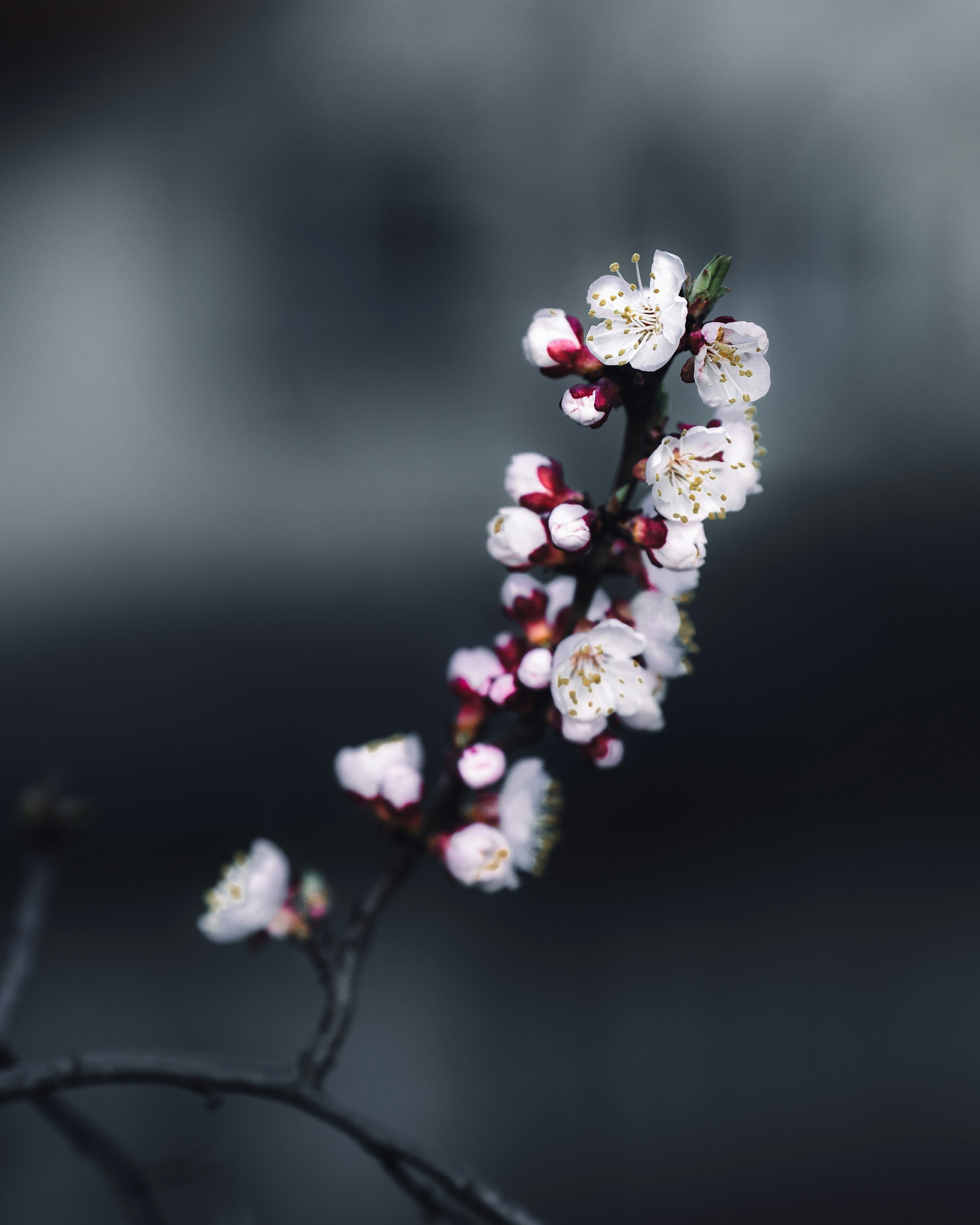 white and red flower in tilt shift lens