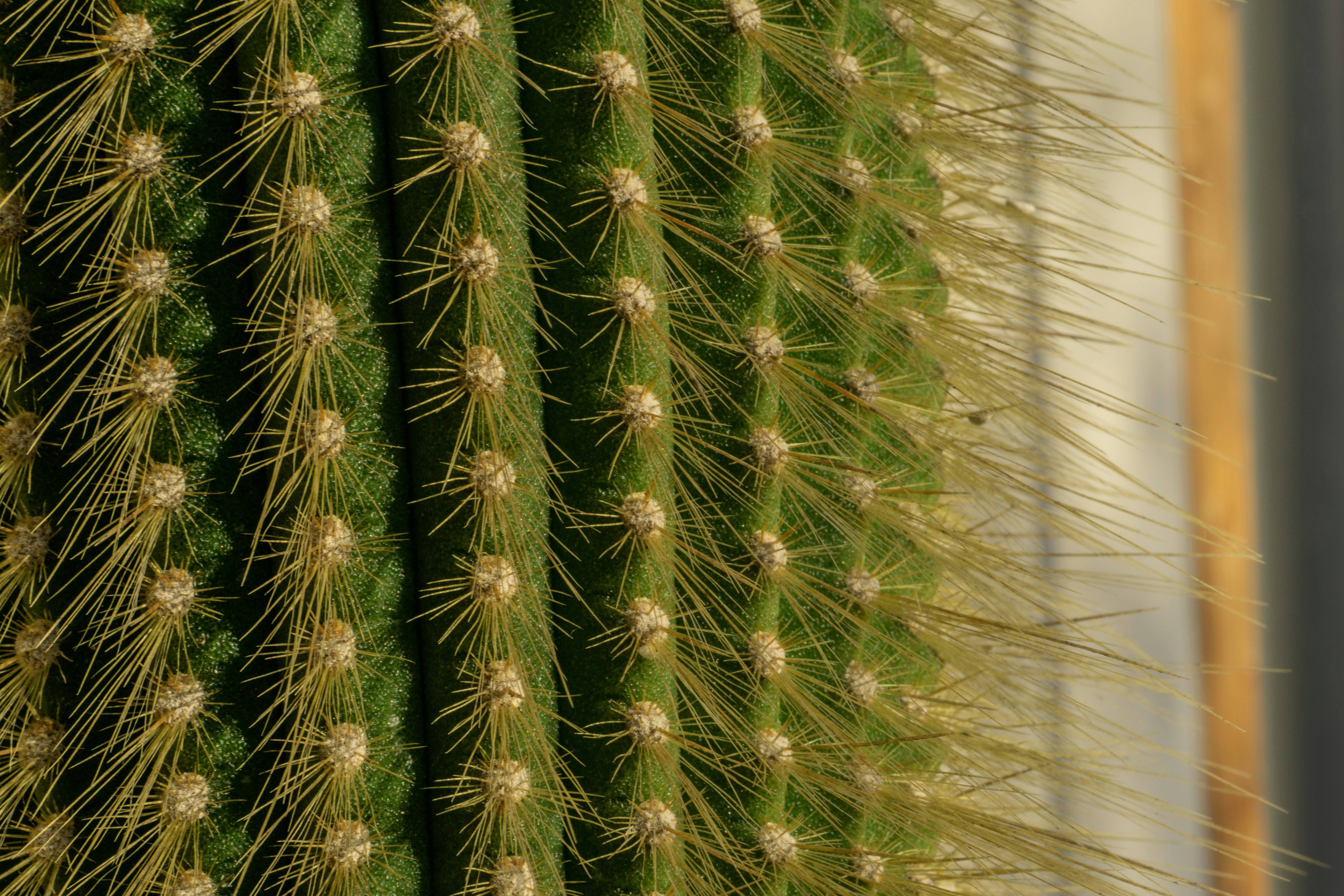green cactus plant on white wall
