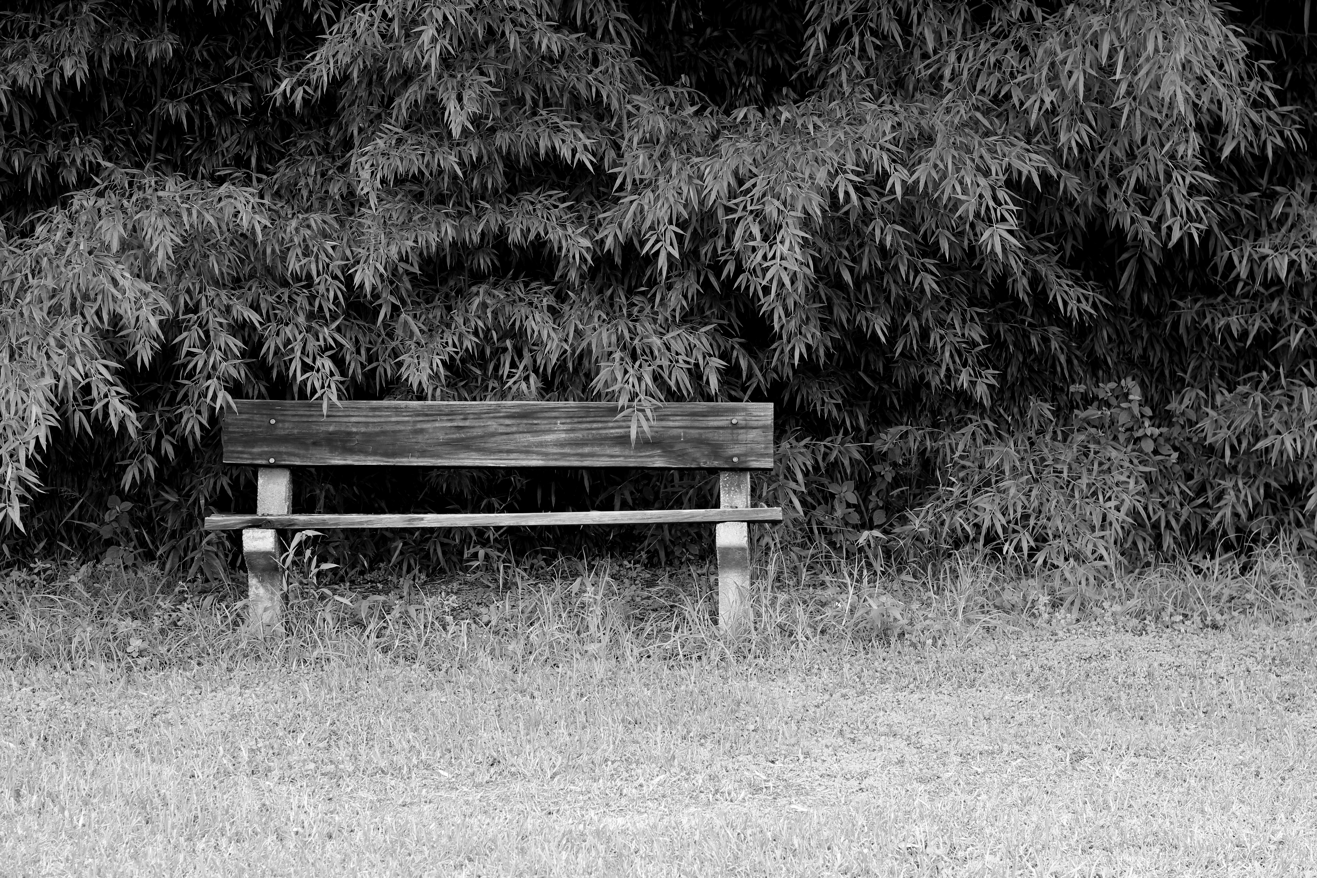 Wooden bench resting quietly in a serene setting, surrounded by lush bamboo foliage. The monochrome tones enhance the tranquil atmosphere.