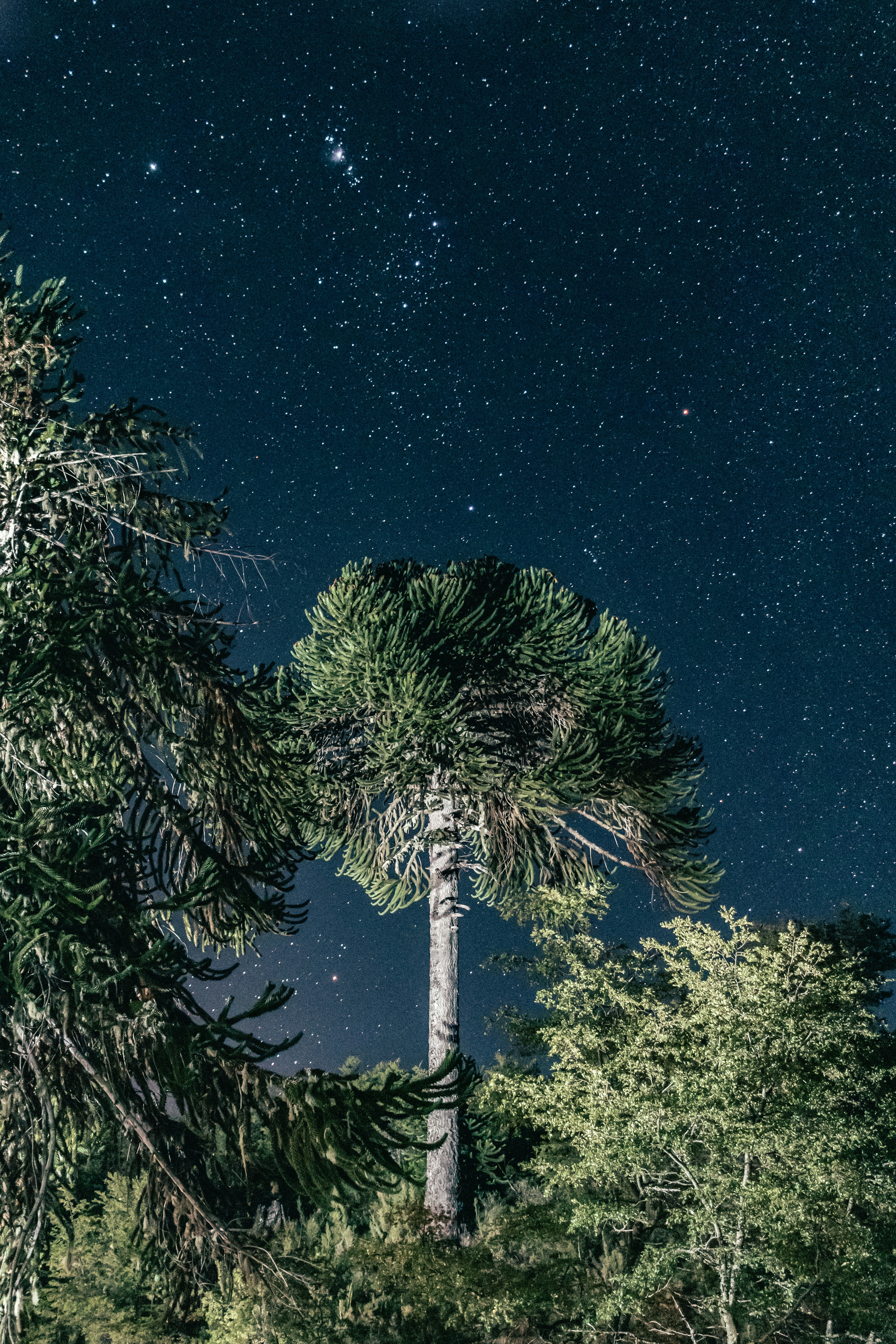 Long-exposure night landscape photograph of a star-filled sky above silhouetted pines. A prominent stellar cluster sits near the center, drawing the eye to the night sky.