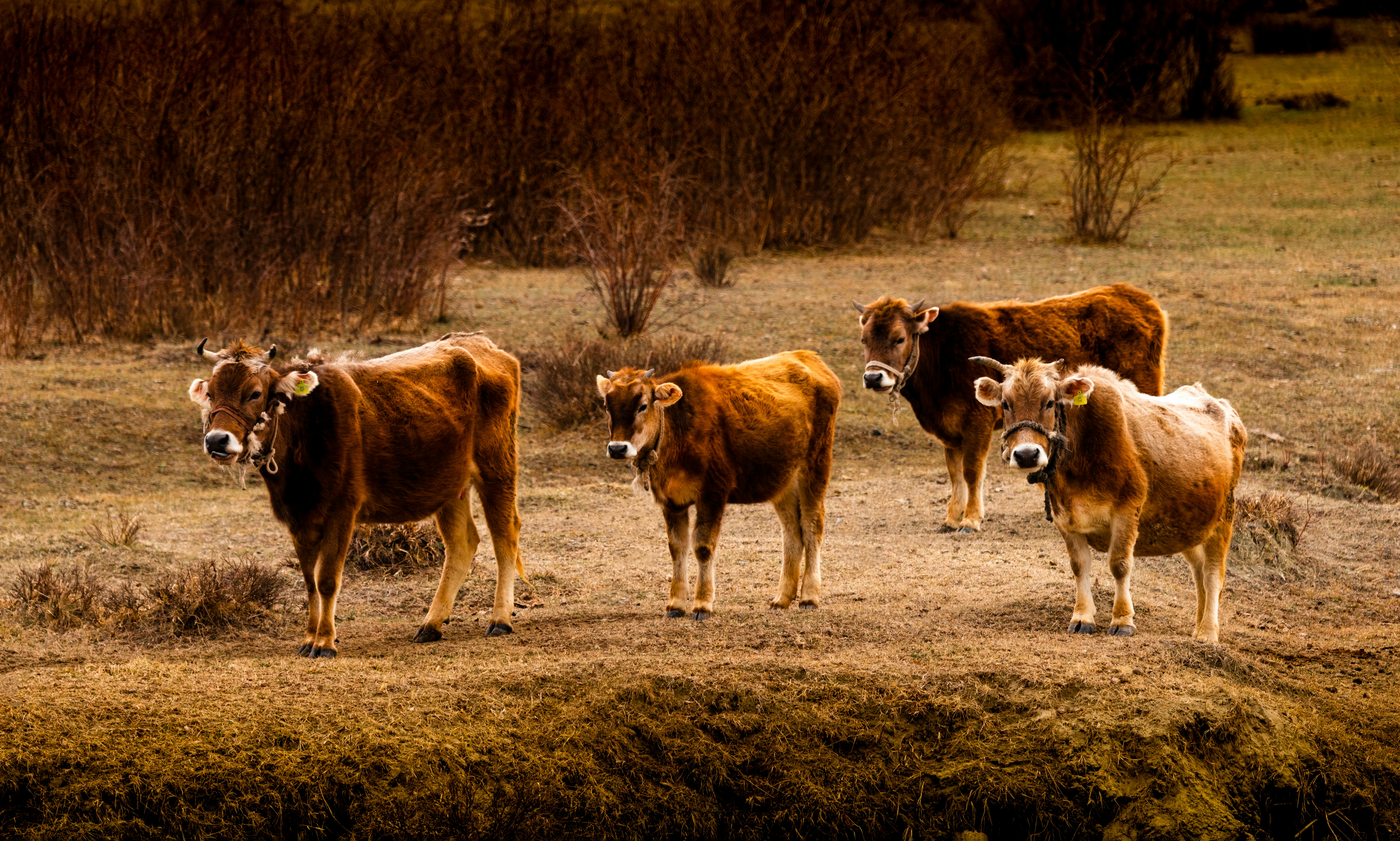Brown Cows In Field