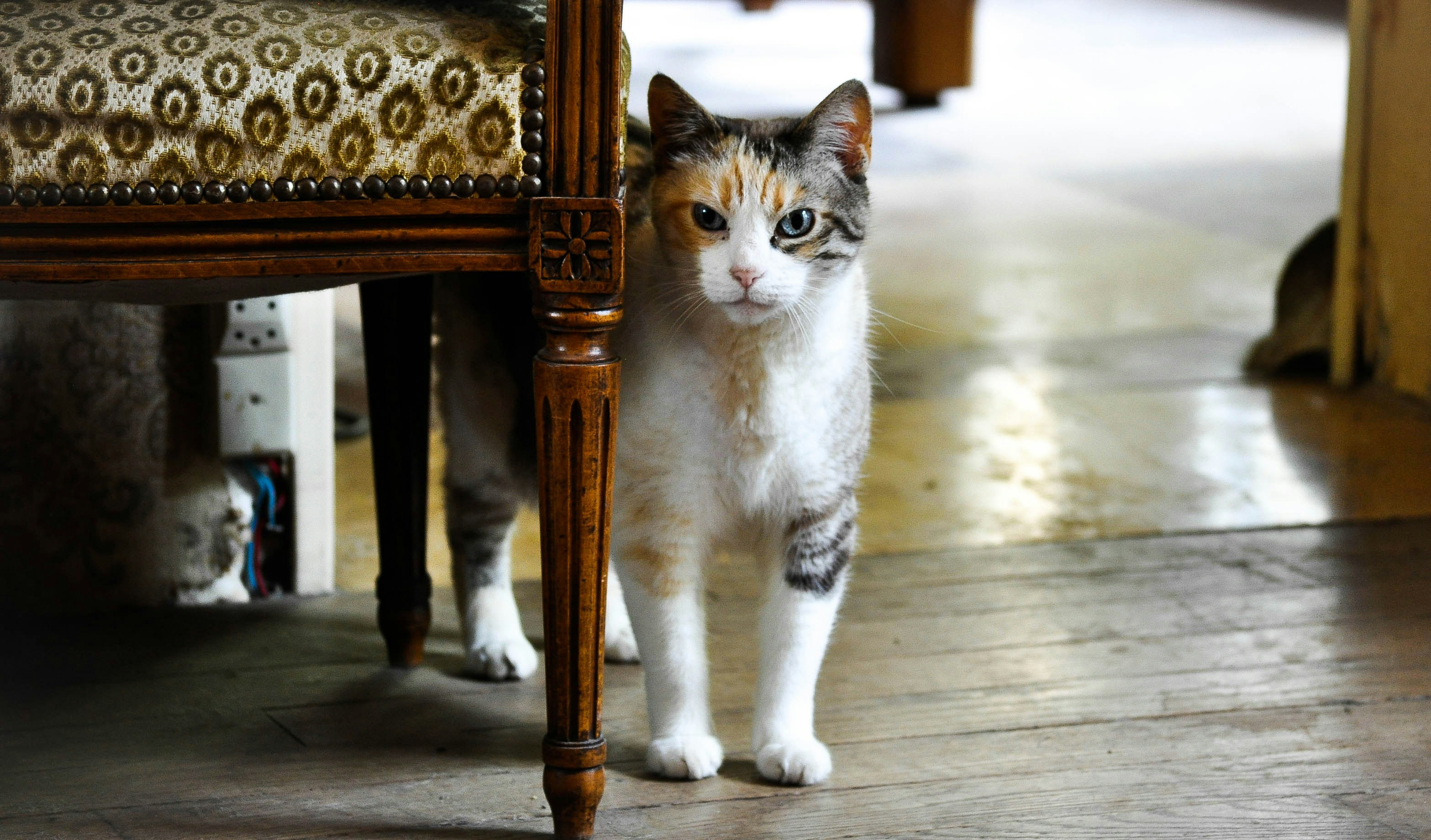 Calico cat peering out from beneath a vintage chair, showcasing its curious demeanor and intricate fur patterns.