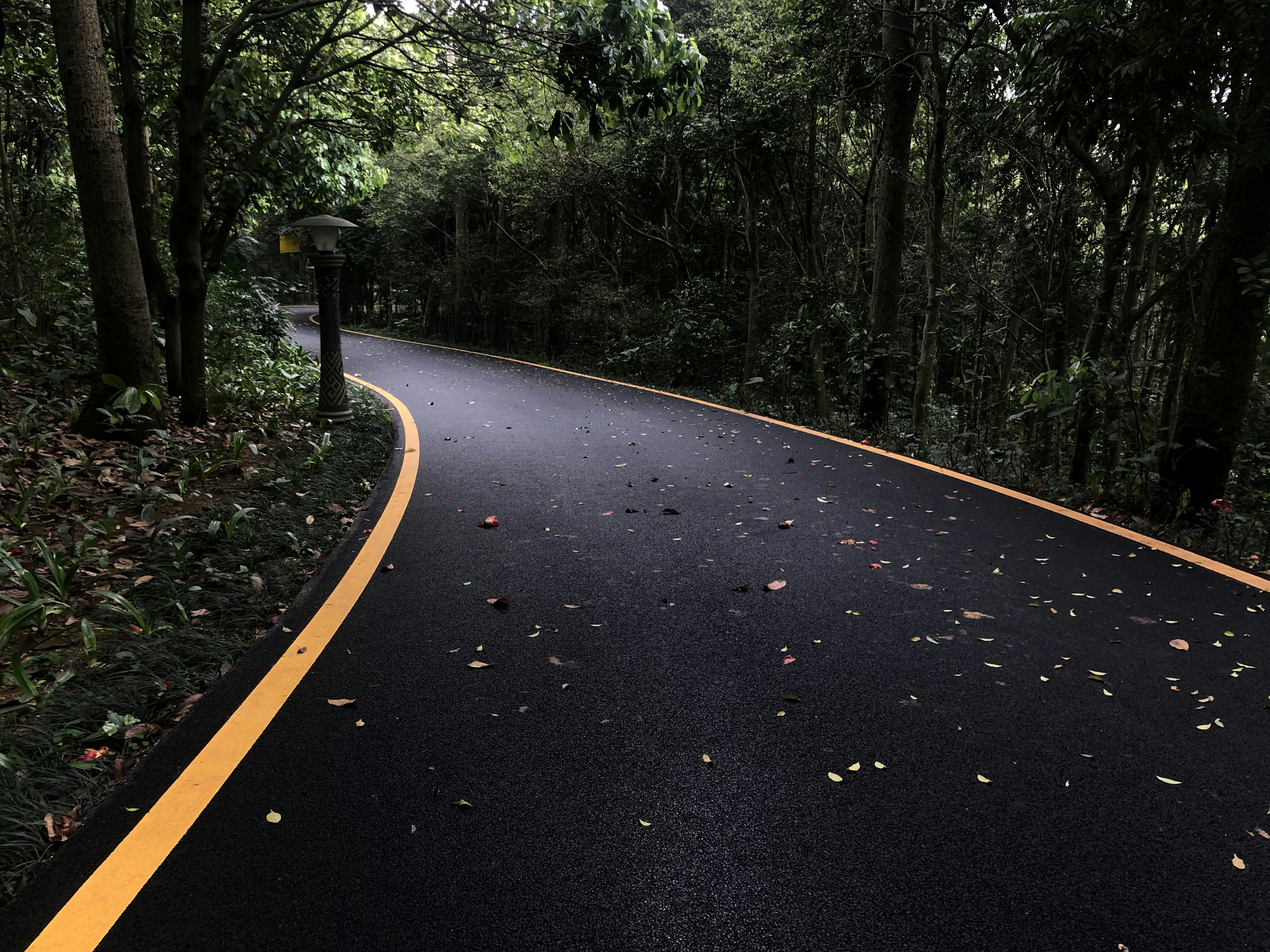 Curved road lined with yellow markings and scattered leaves, surrounded by lush greenery in a serene forest setting.