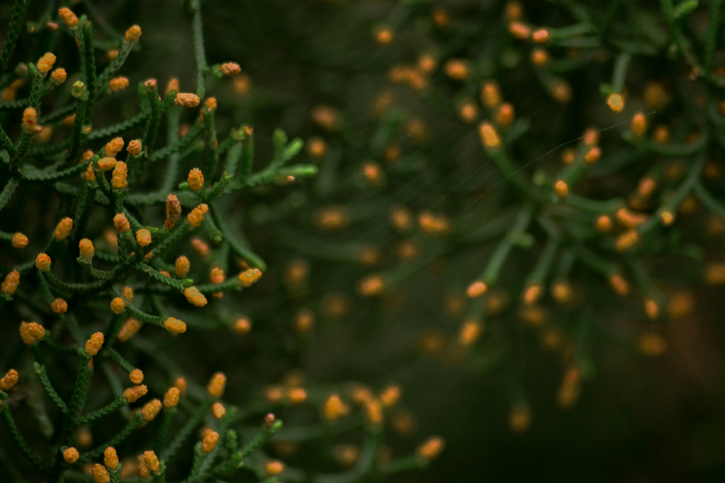 Amber-Seeded Branches: A Close-Up of Citrus-Orange Buds Amid Green Foliage