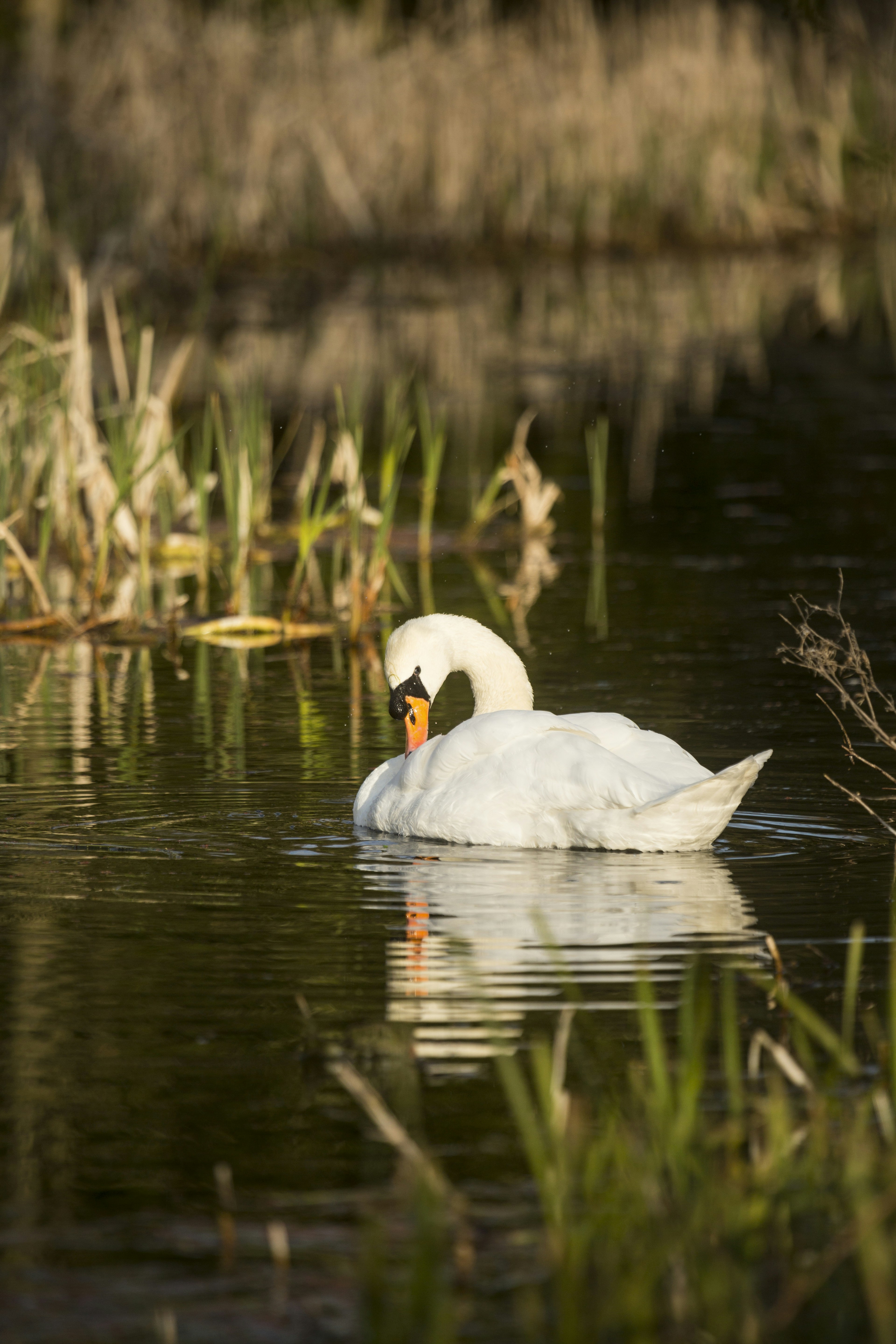 Gilded Ripples: A White Swan in Lantern Light