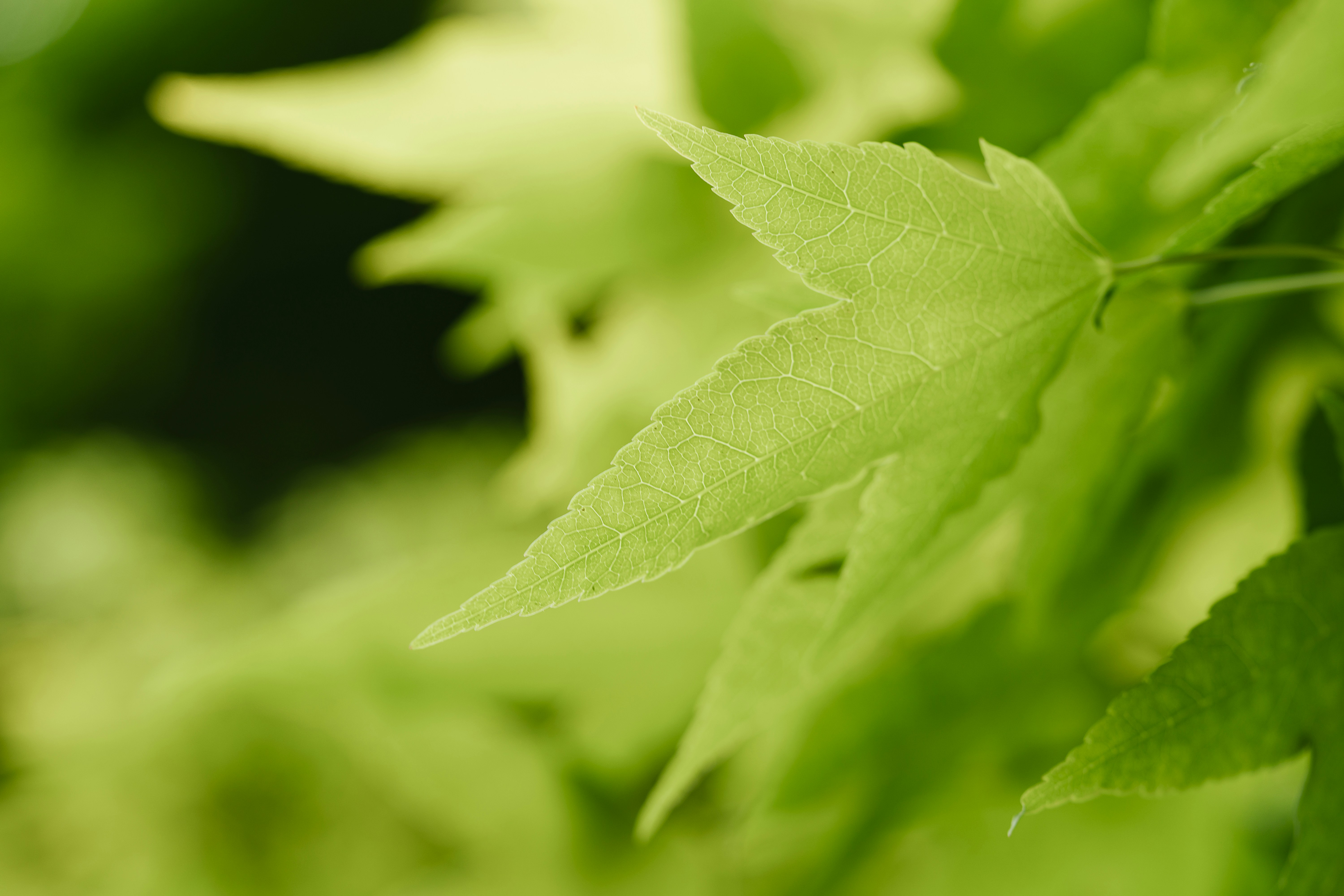 Green Leaf Pictures | Download Free Images on Unsplash