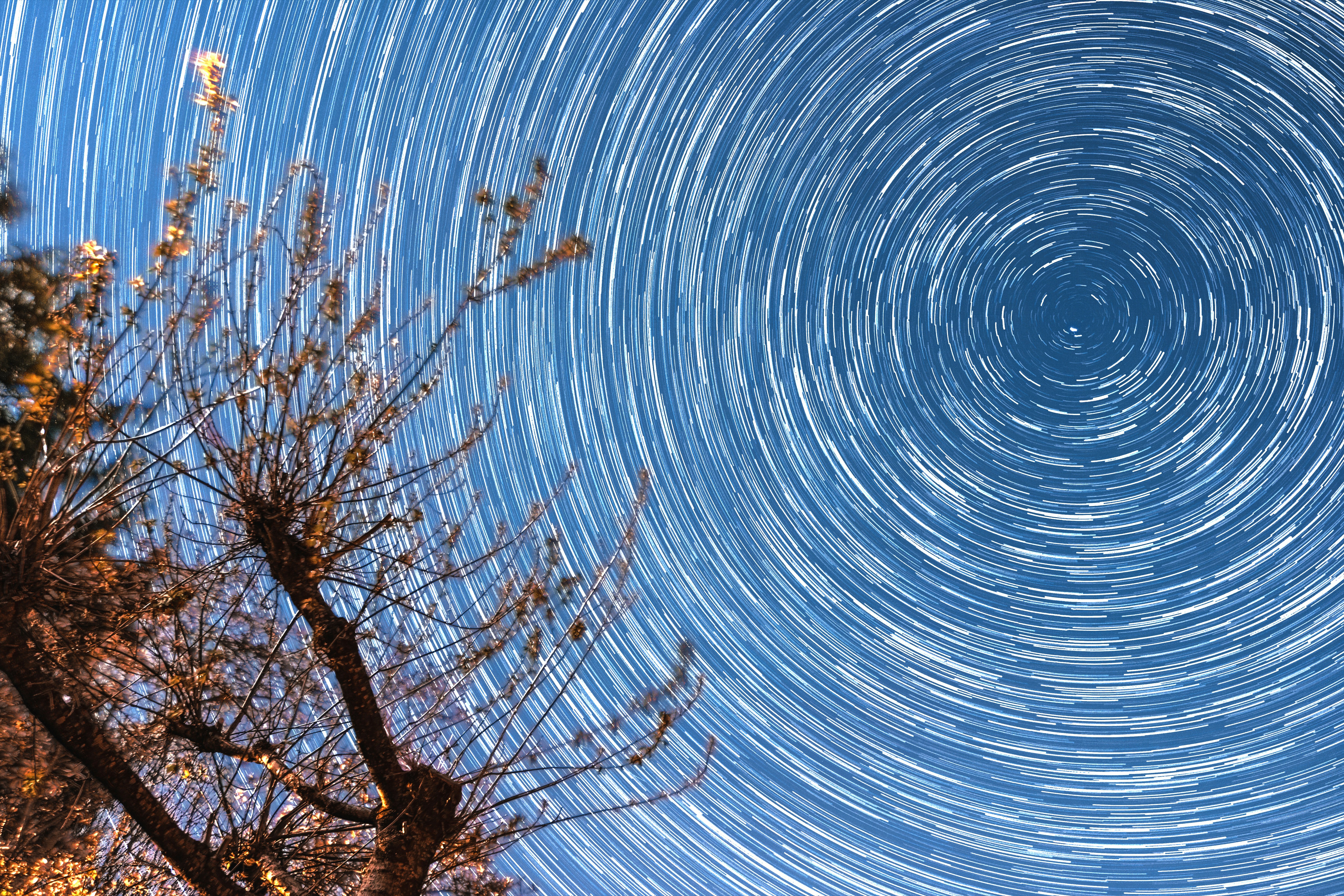 Time lapse photography of tree photo – Free Flower Image on Unsplash