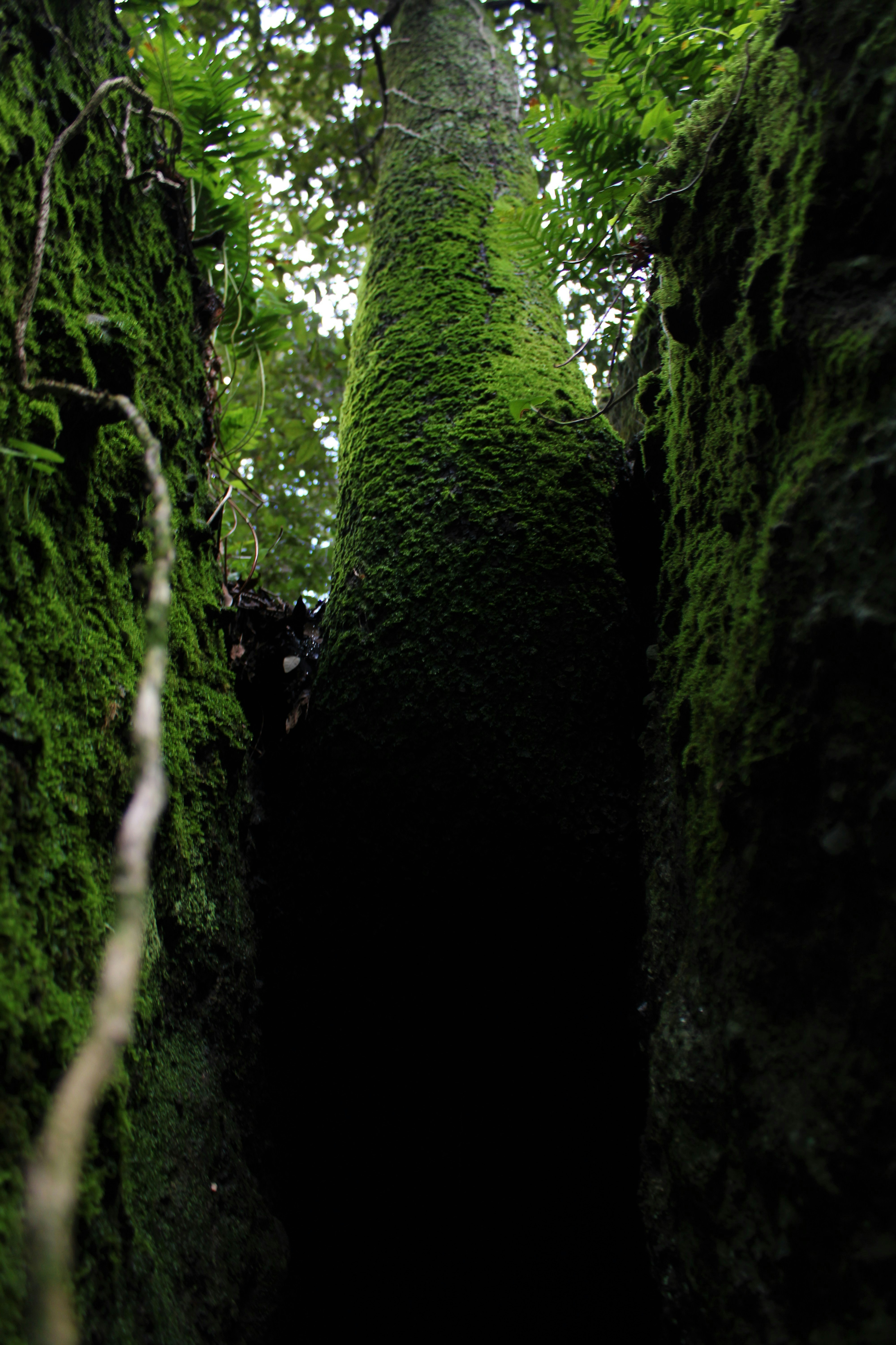 Imágenes de Inmerso En La Naturaleza | Descarga imágenes gratuitas en ...