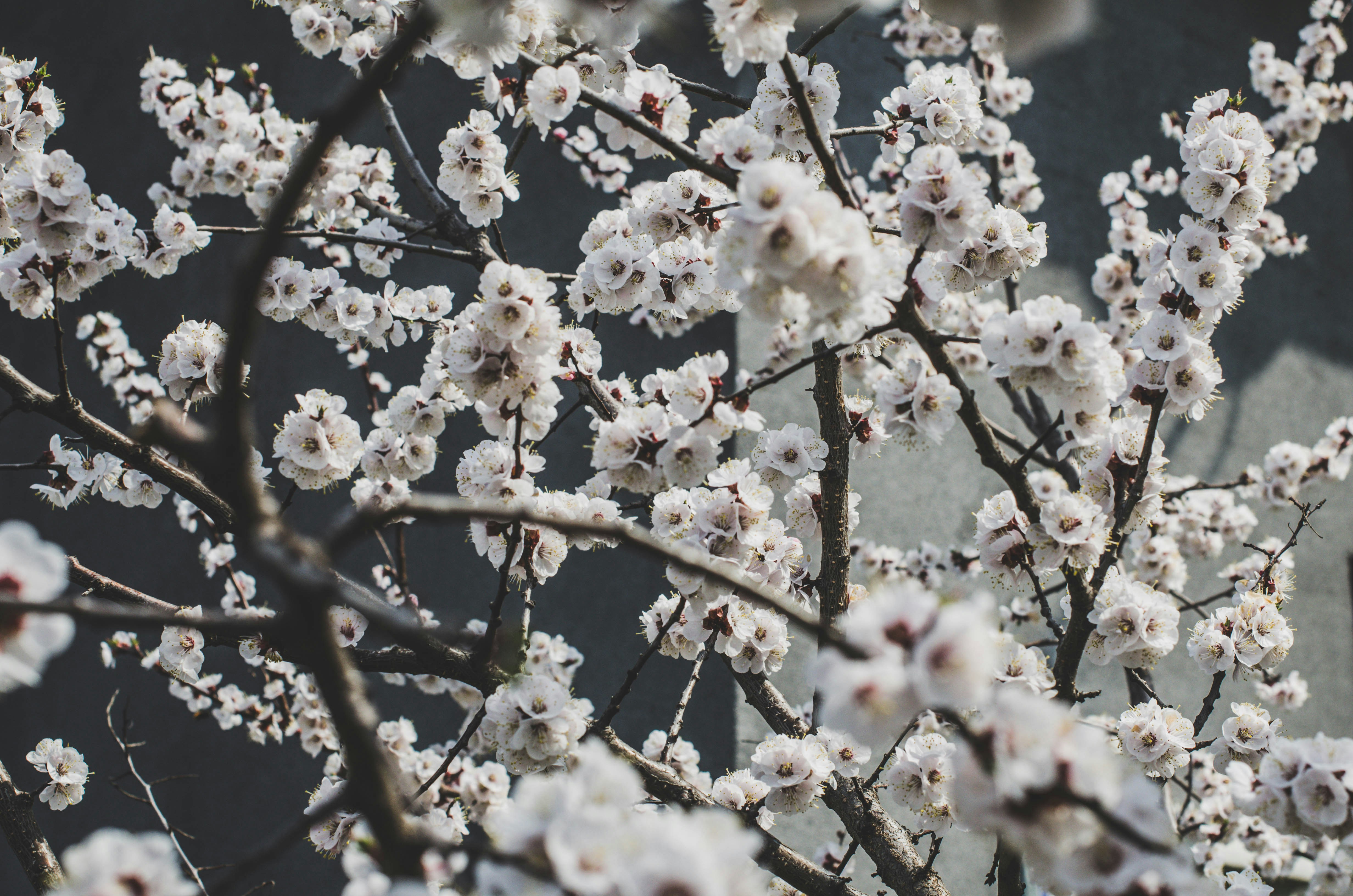 white cherry blossom in close up photography