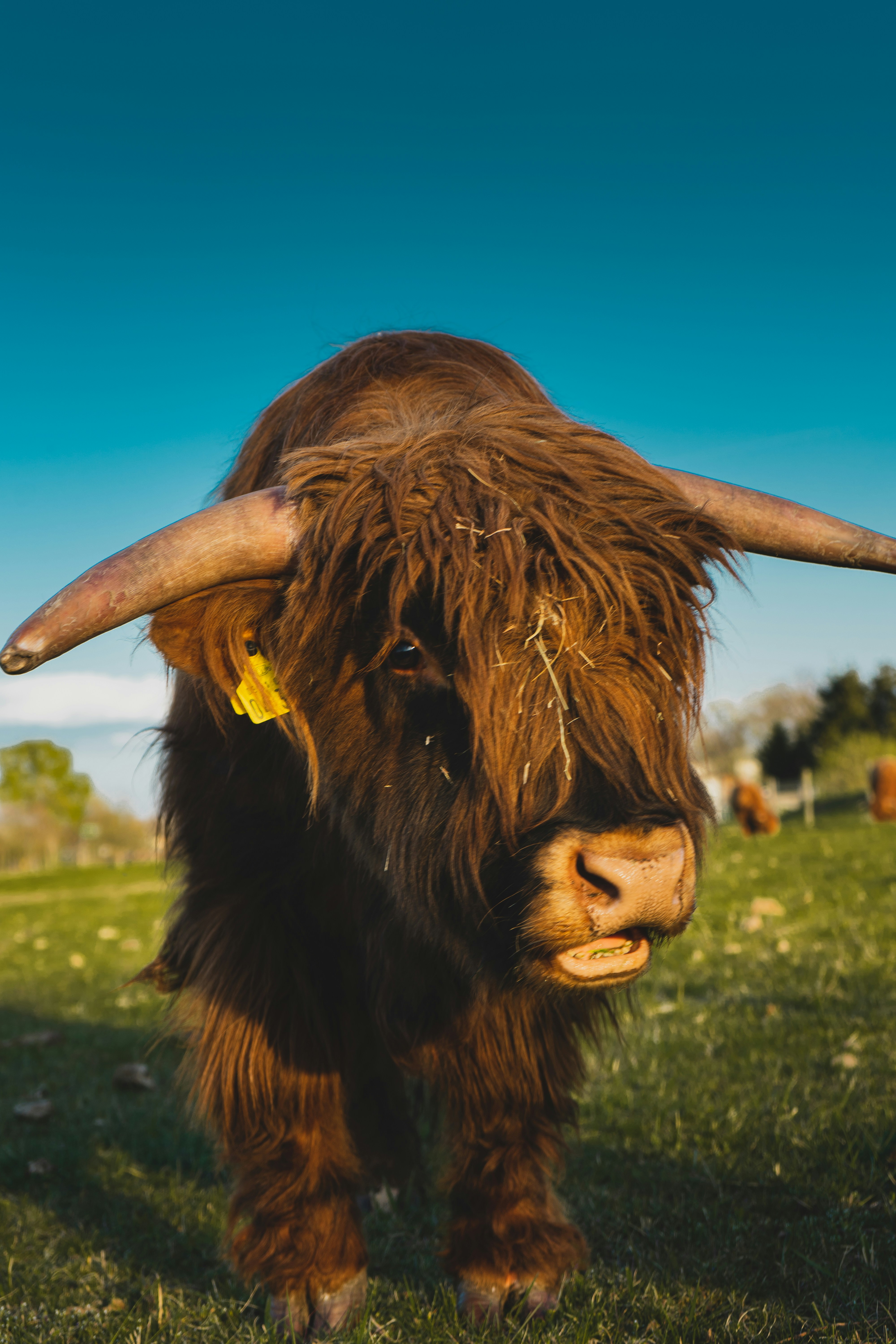 Sunlit Highland Cow Portrait: Velvet Fur, Long Horns, and a Quiet Pasture