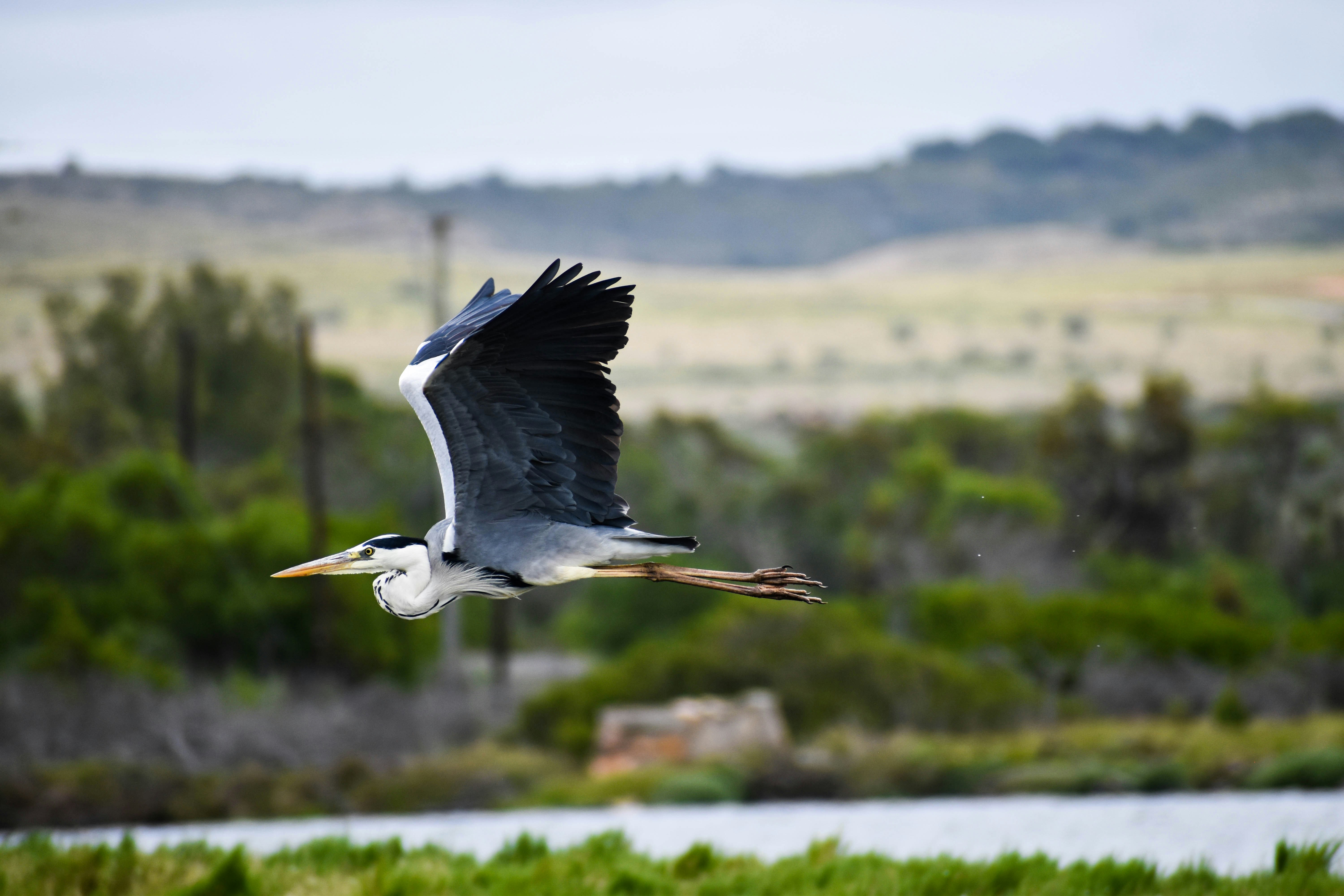 A heron gliding gracefully above a lush wetland, showcasing its elegant wingspan against a serene backdrop.