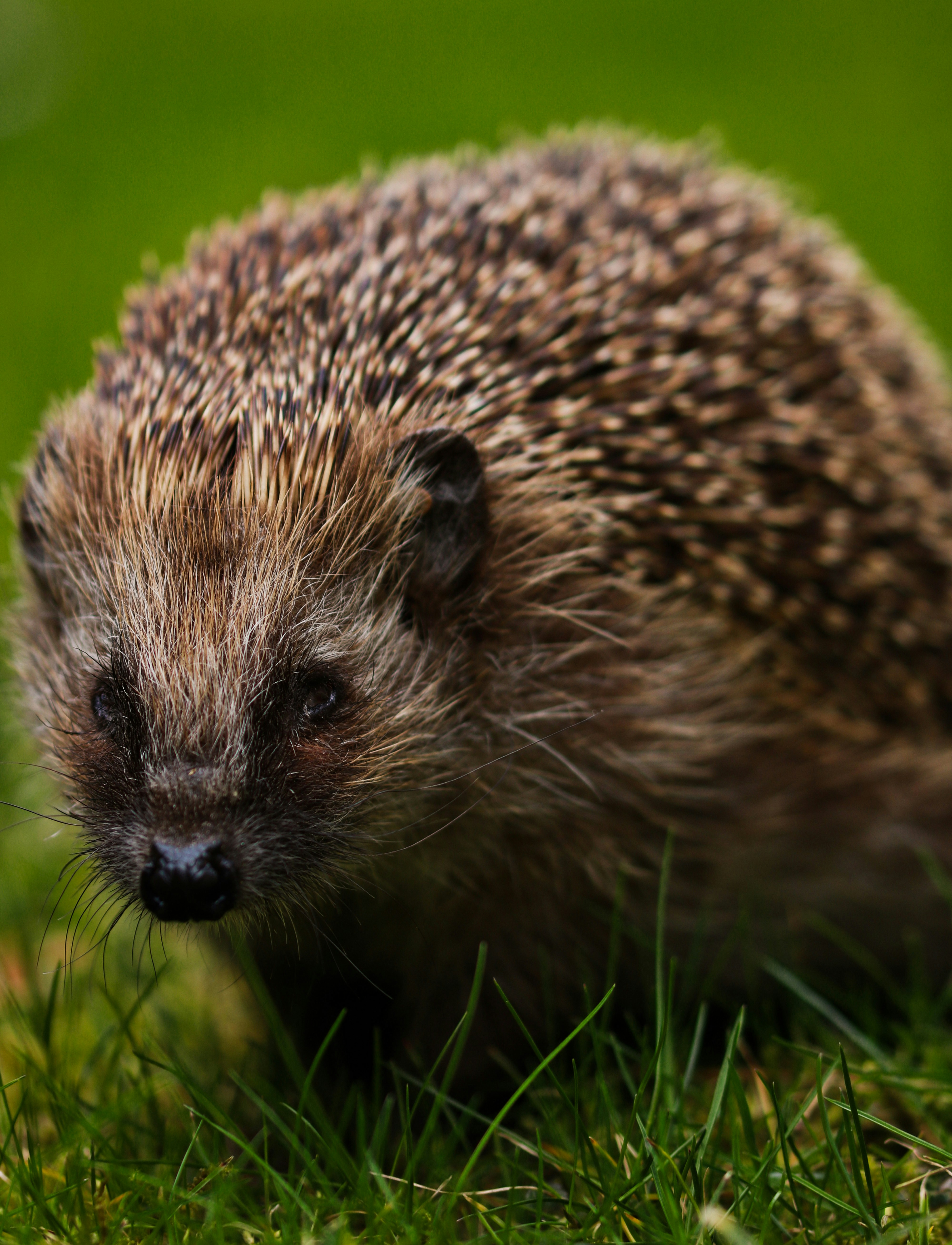 Hedgehog in a Velvet Green Patch