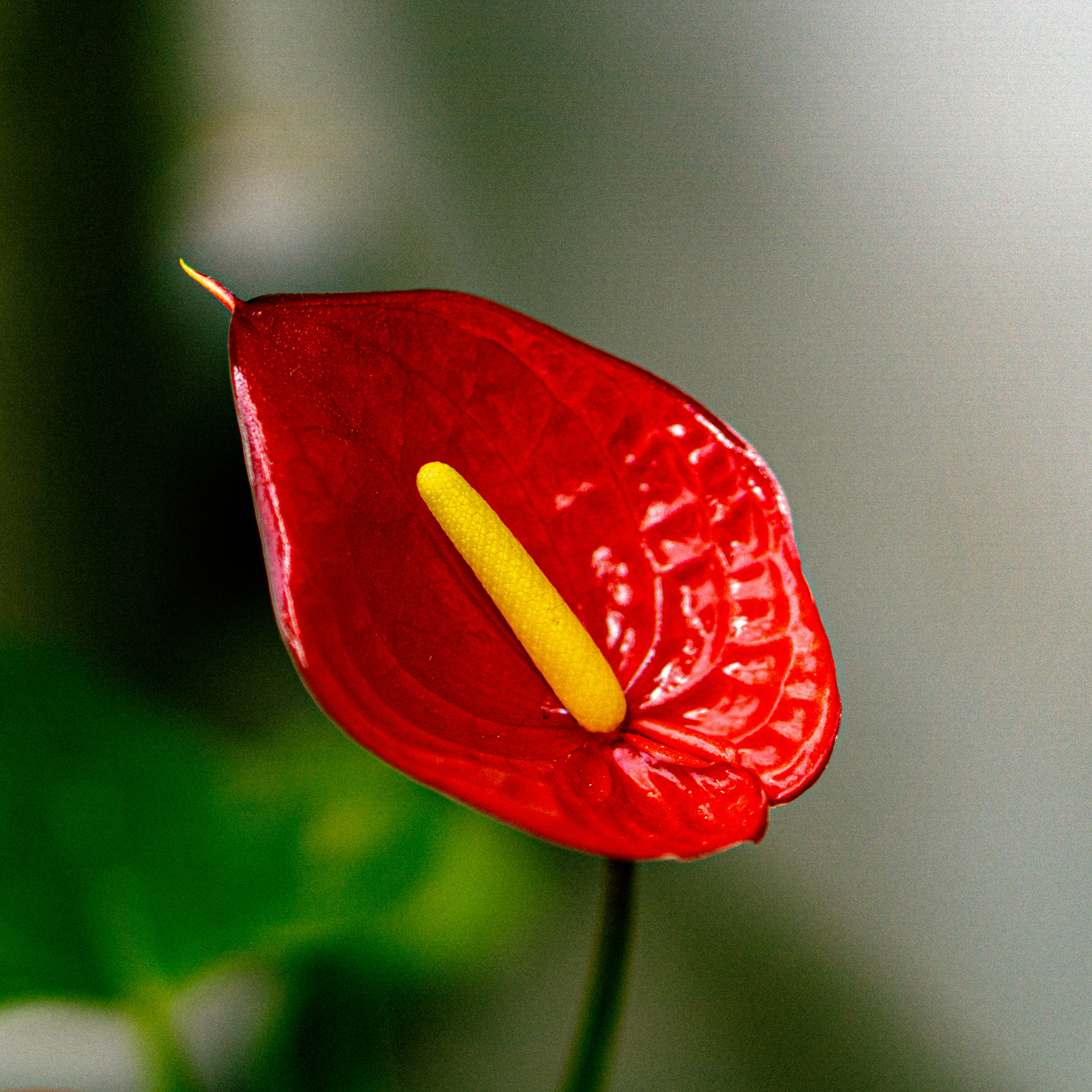 Vibrant red anthurium flower with a prominent yellow spadix, set against a softly blurred green background.