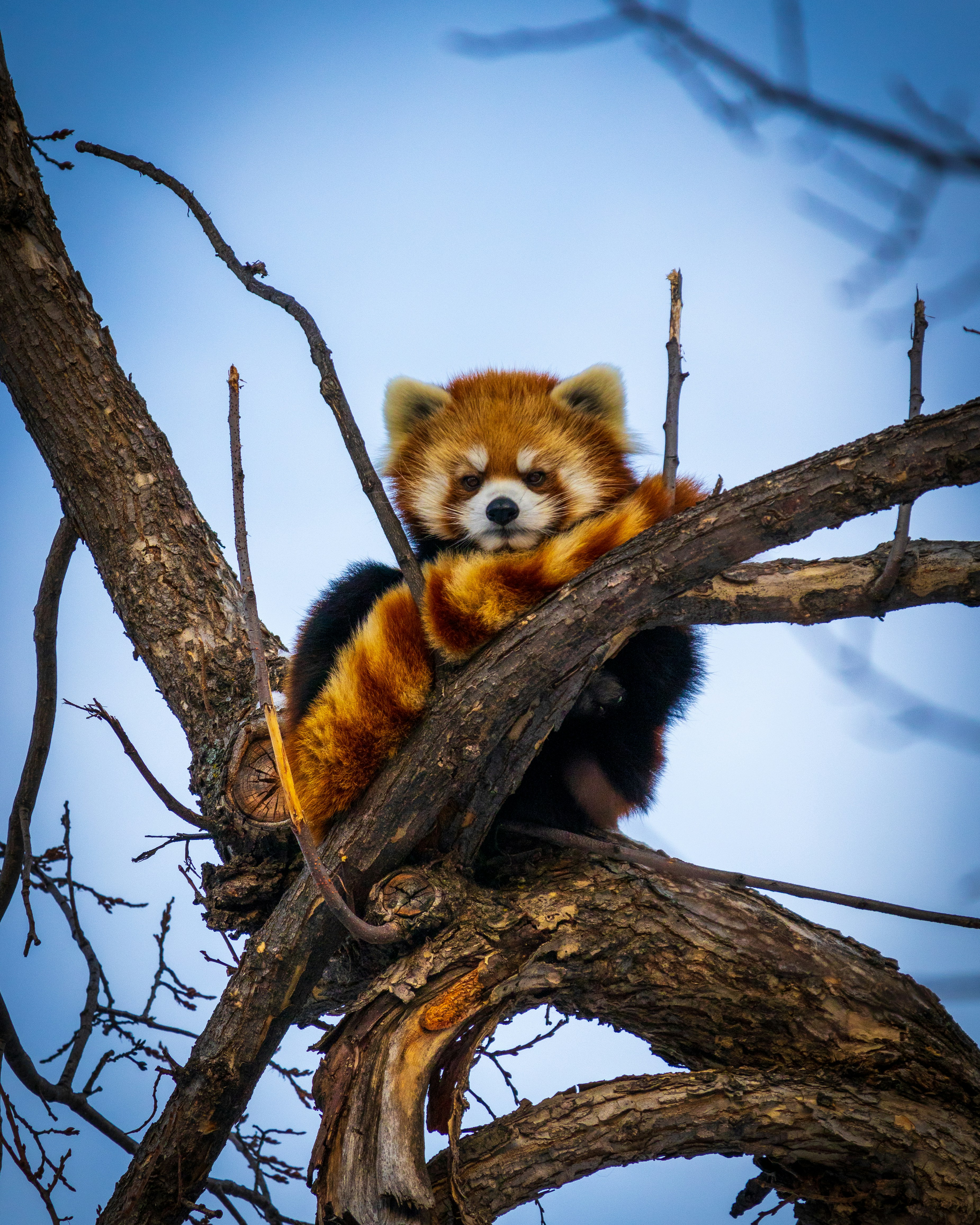 A red panda resting comfortably on a tree branch, showcasing its vibrant fur against a soft blue sky.