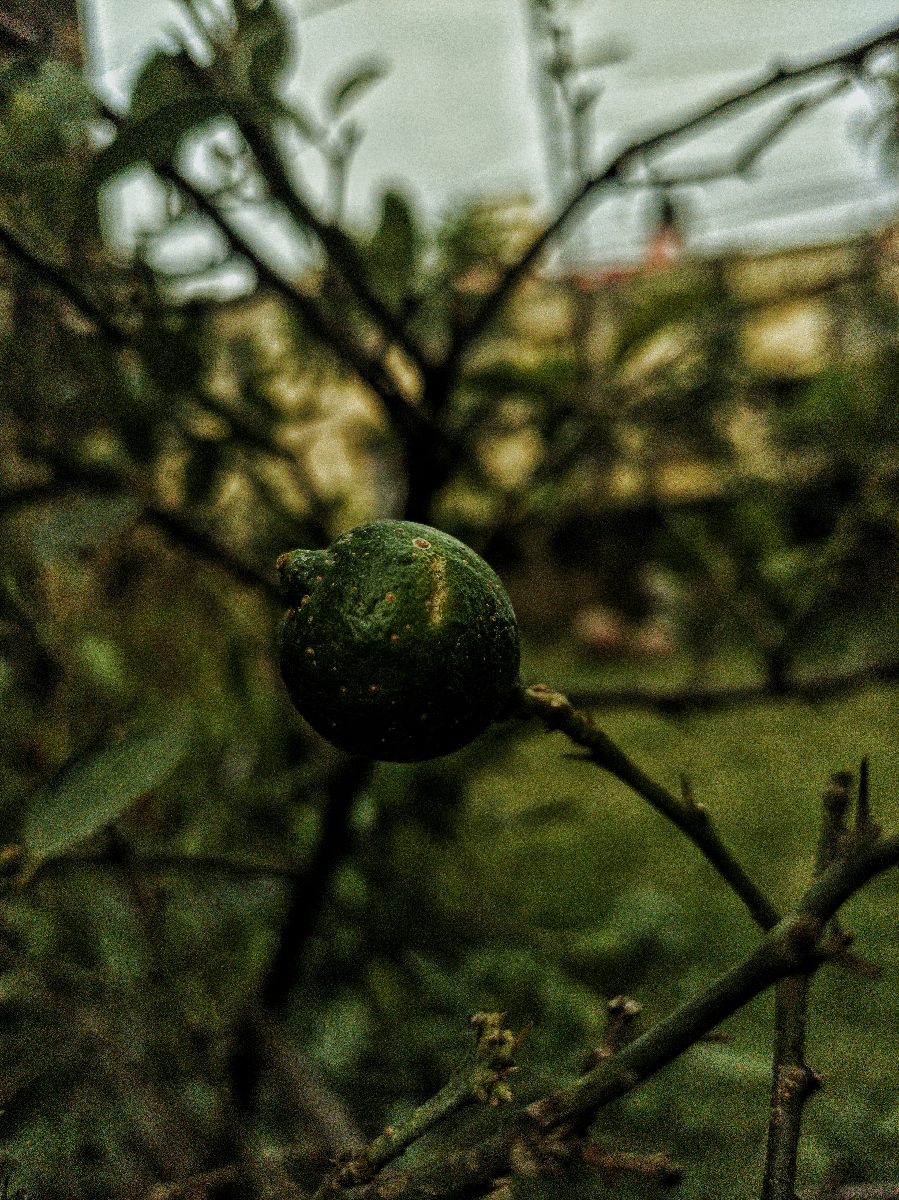 Close-up photograph of a green berry on a thorny branch with a softly blurred garden backdrop.