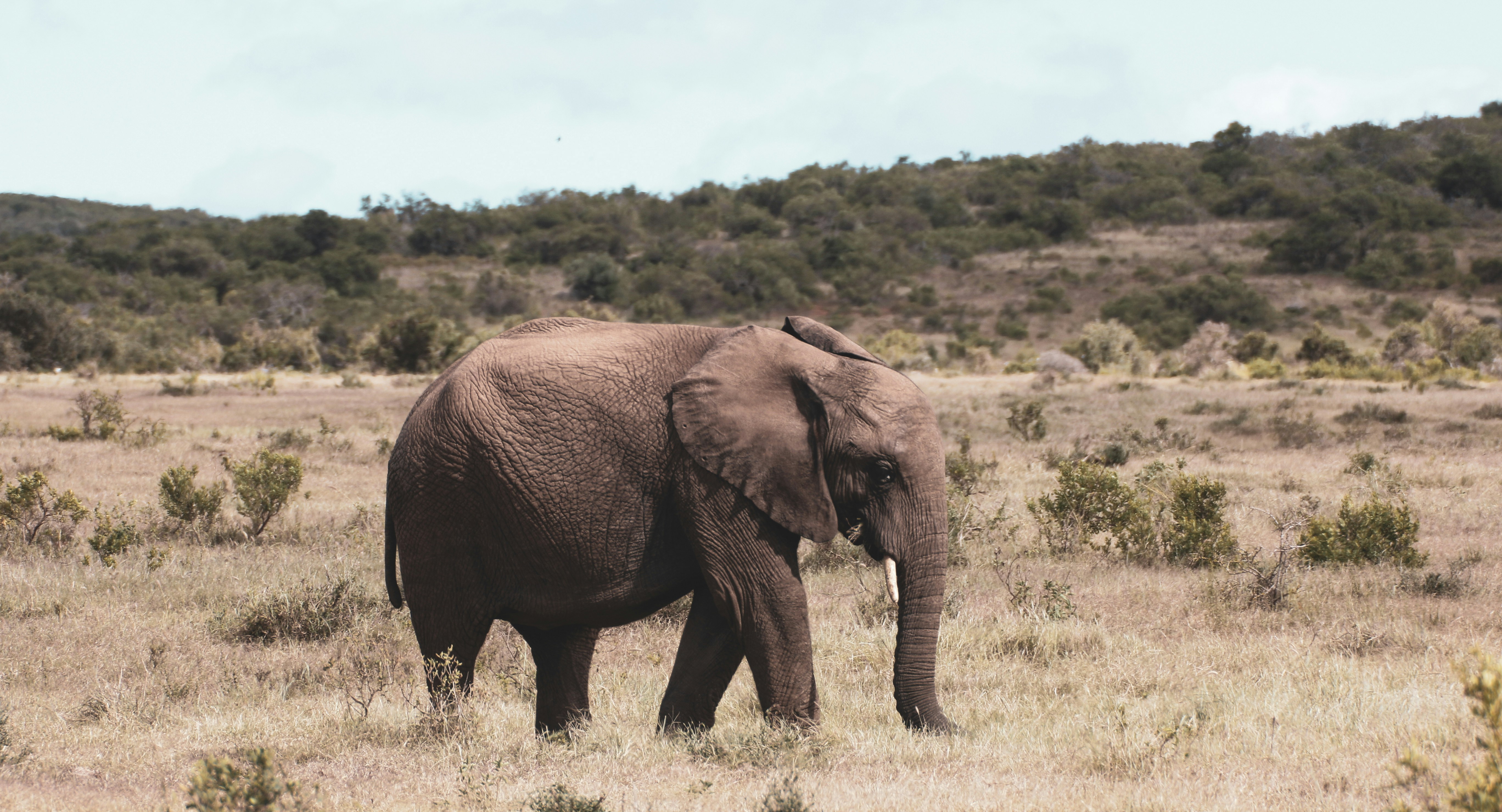 Brown elephant on brown grass field during daytime photo – Free Animal ...