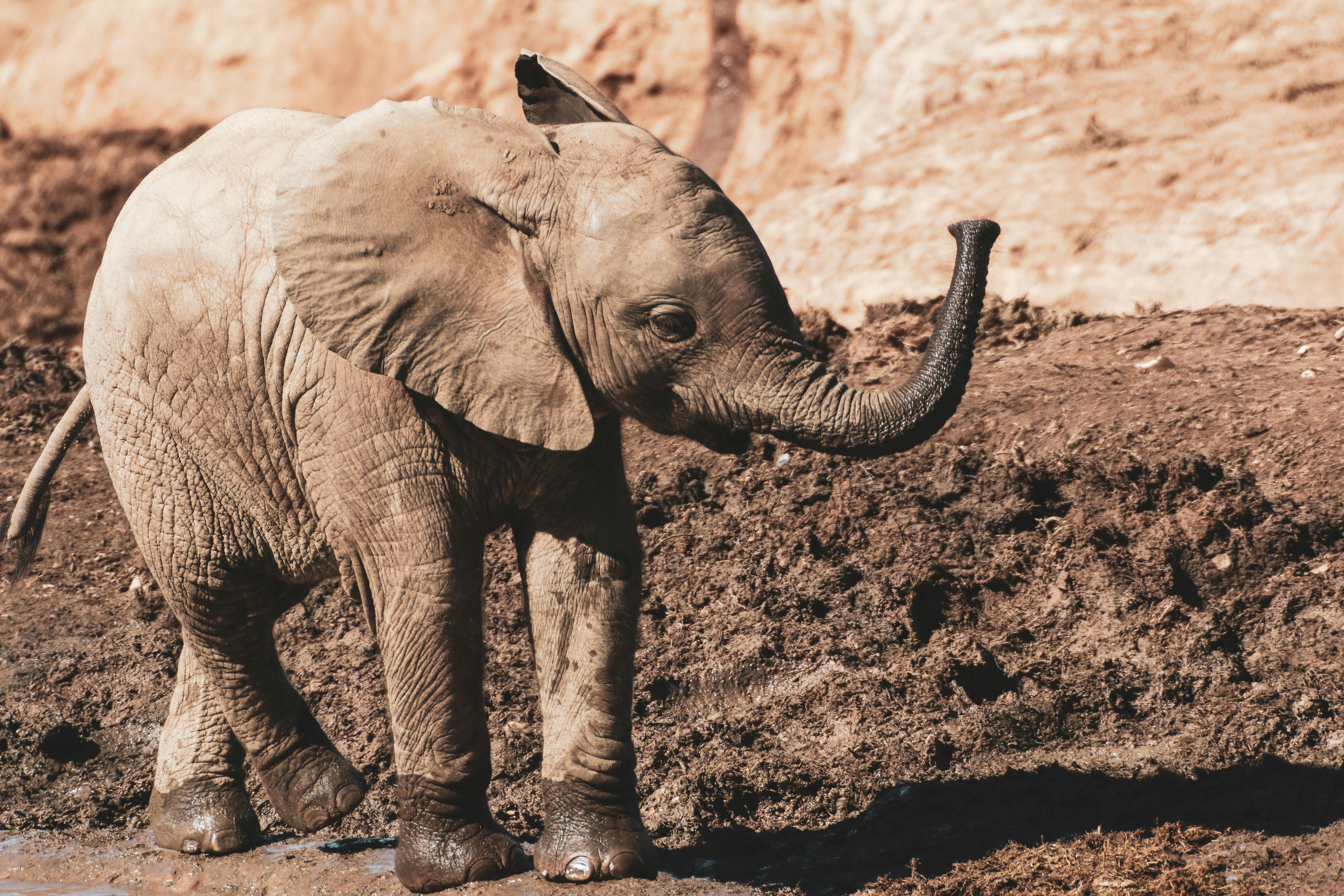 1K+ Baby Elephant Pictures | Download Free Images on Unsplash