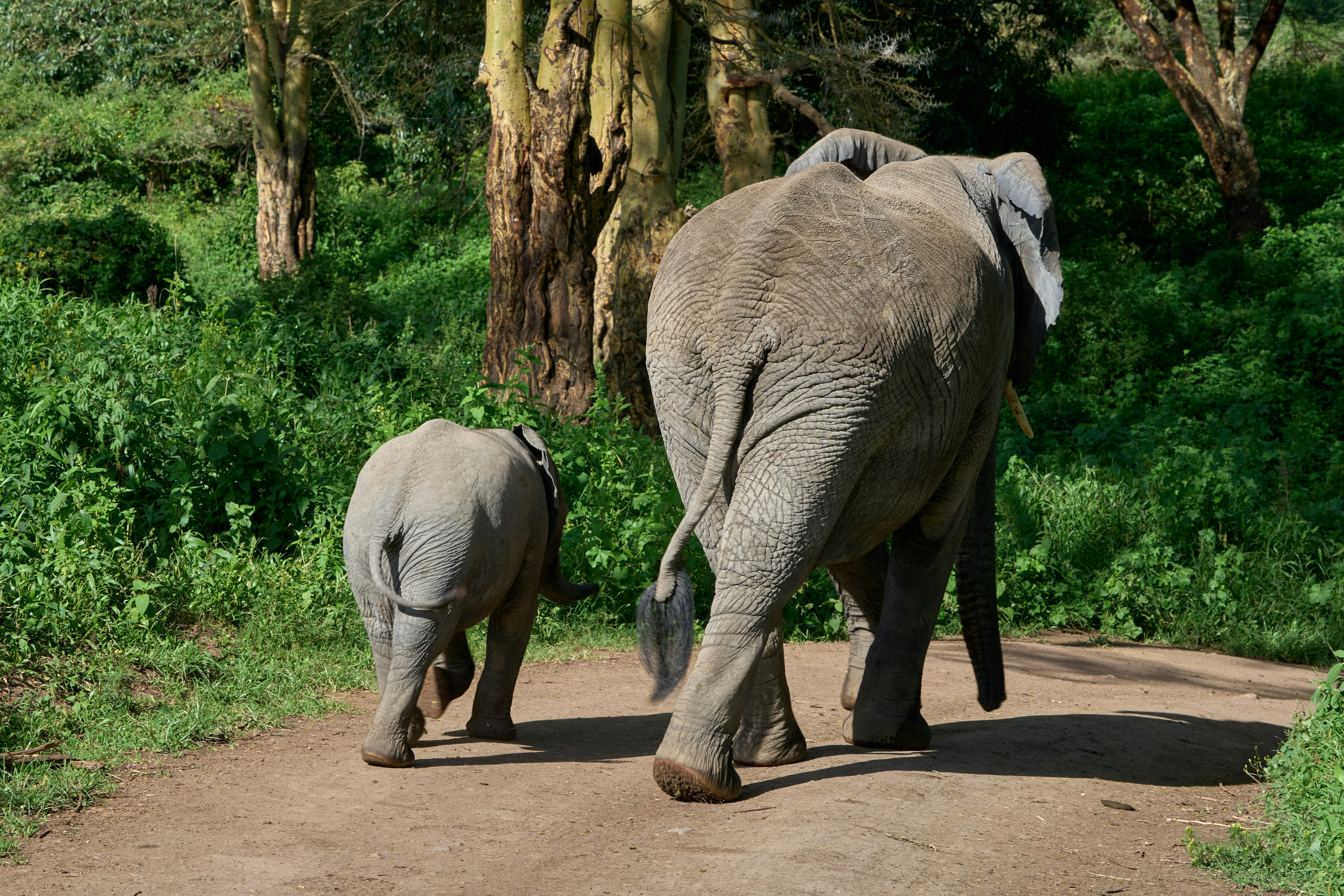 Dusty Crossing: A mother and calf tread a sunlit forest road