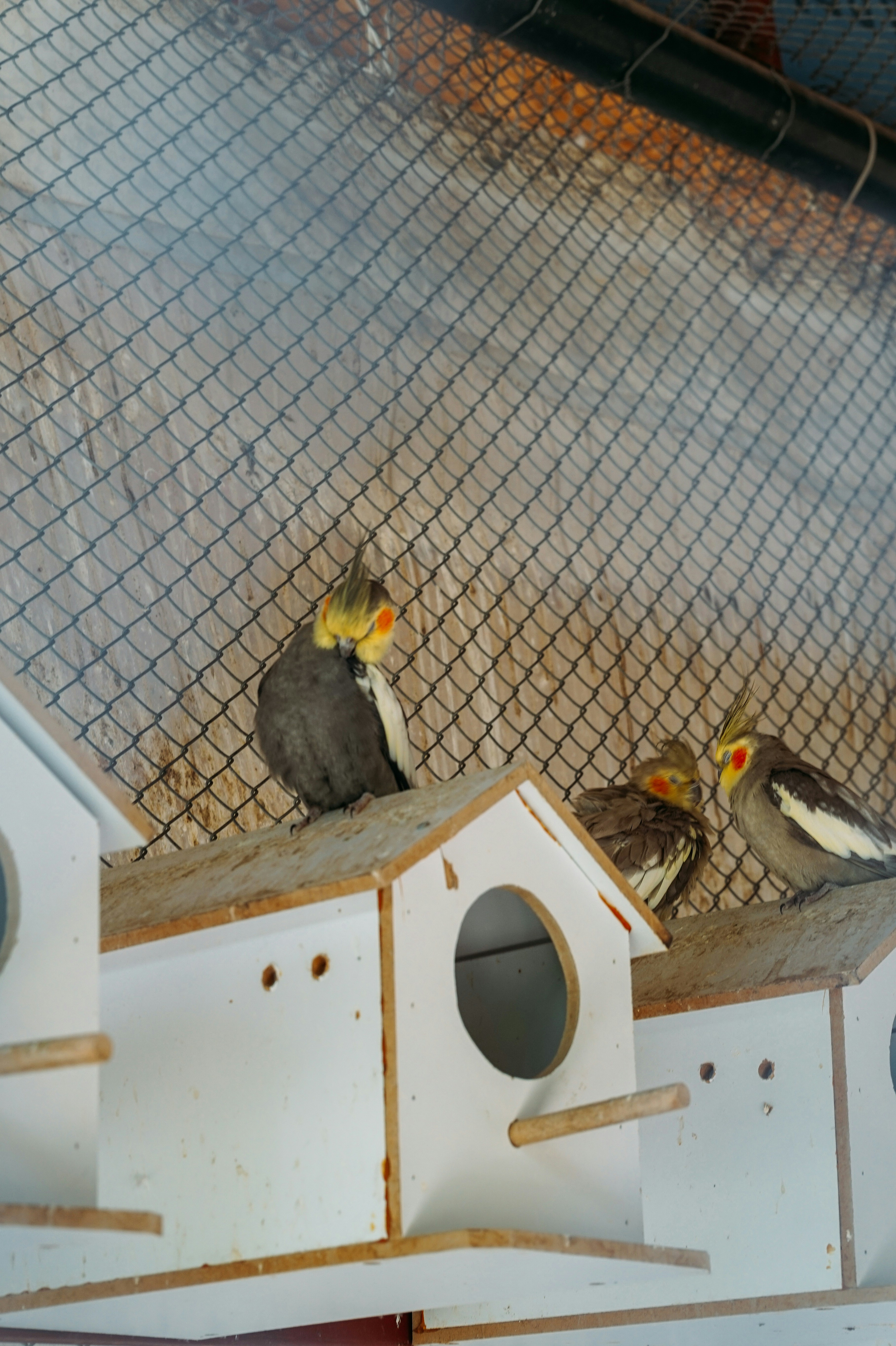 Two Cockatiels Perched on White Birdhouses Within a Mesh-Enclosed Aviary