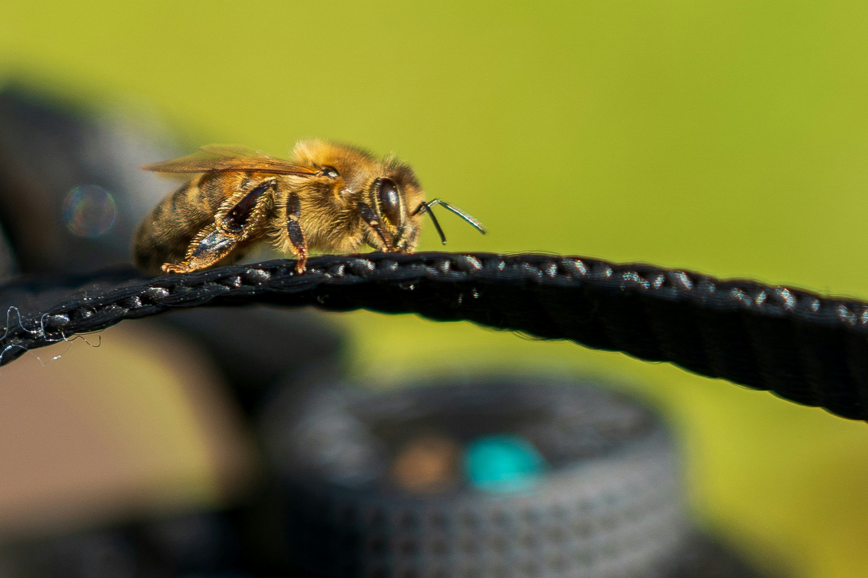 Tiny on the Line: a macro portrait of a bee perched on a braided cable