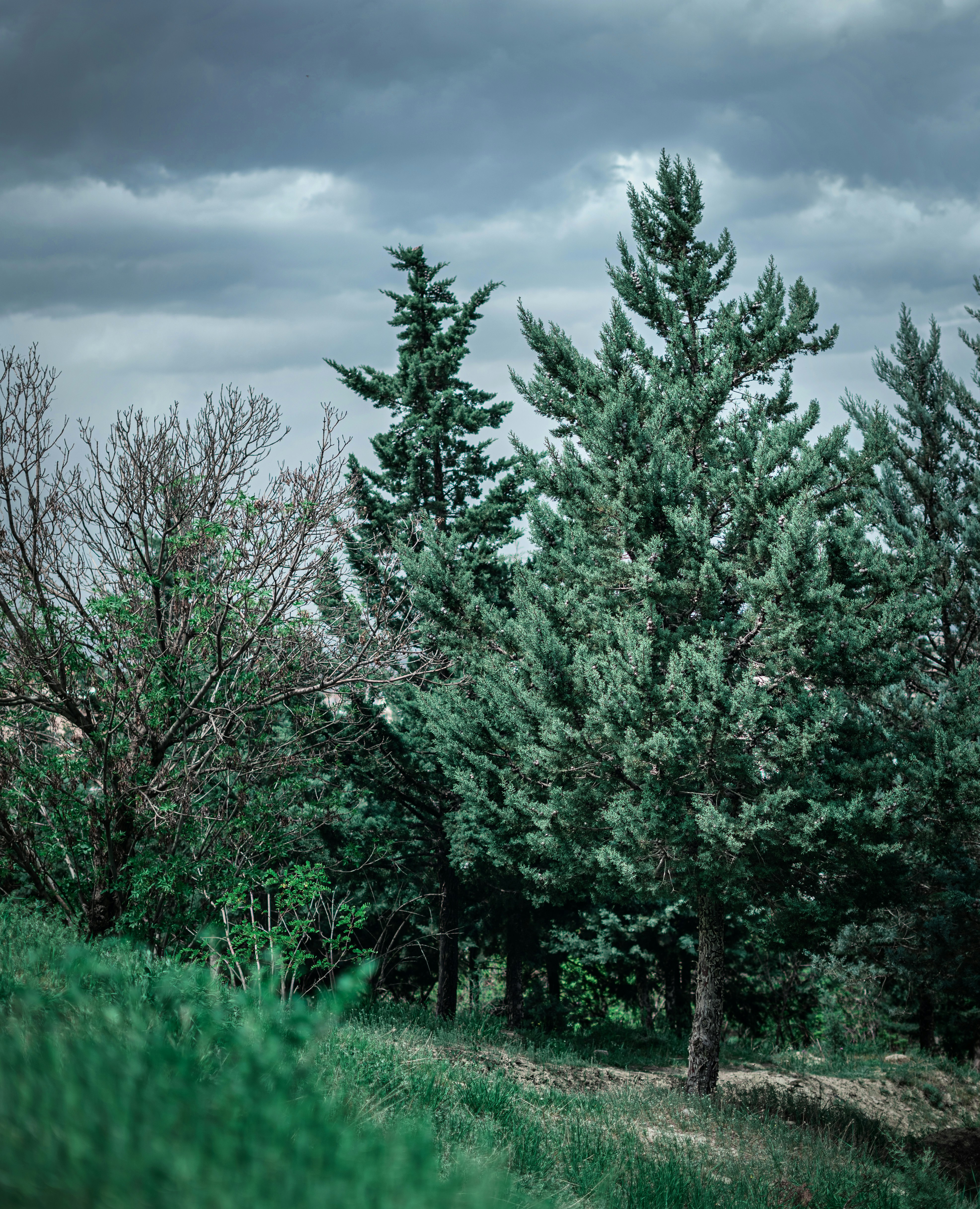 Green tree under cloudy sky during daytime photo – Free Urmia Image on ...