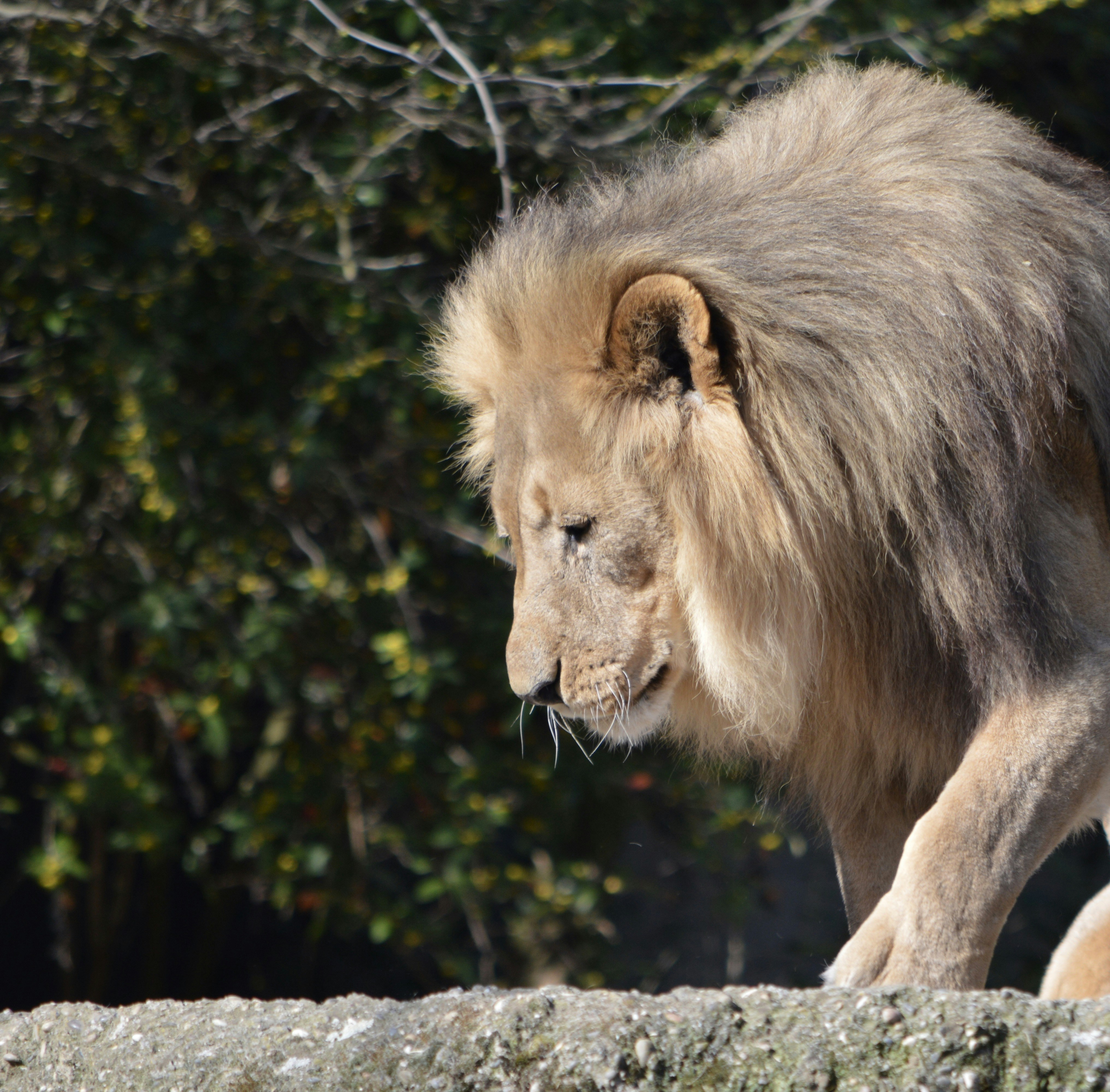 Lion on gray rock during daytime photo – Free Animal Image on Unsplash