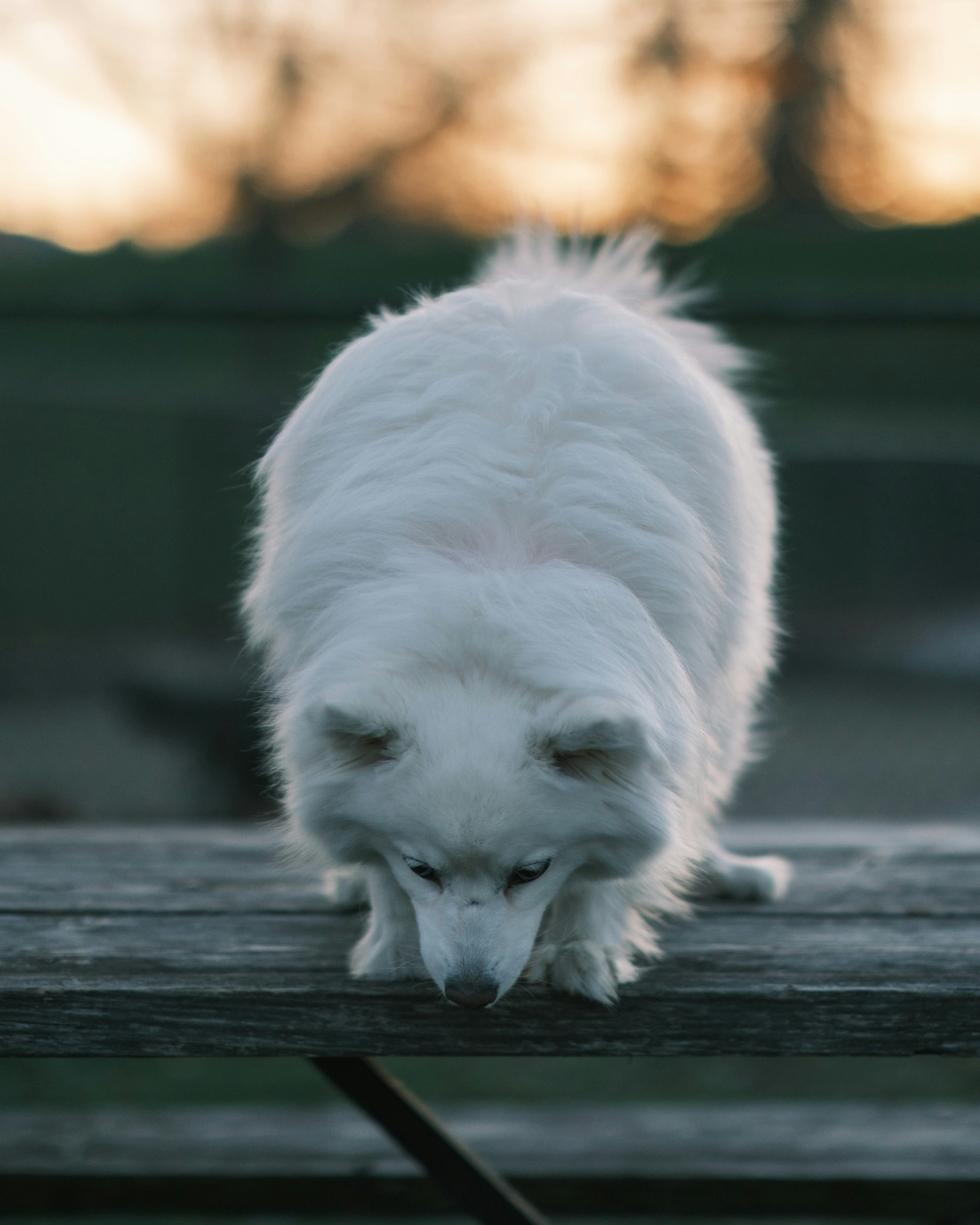 Foto Perro pequeño de pelaje largo blanco en una cerca de madera marrón ...