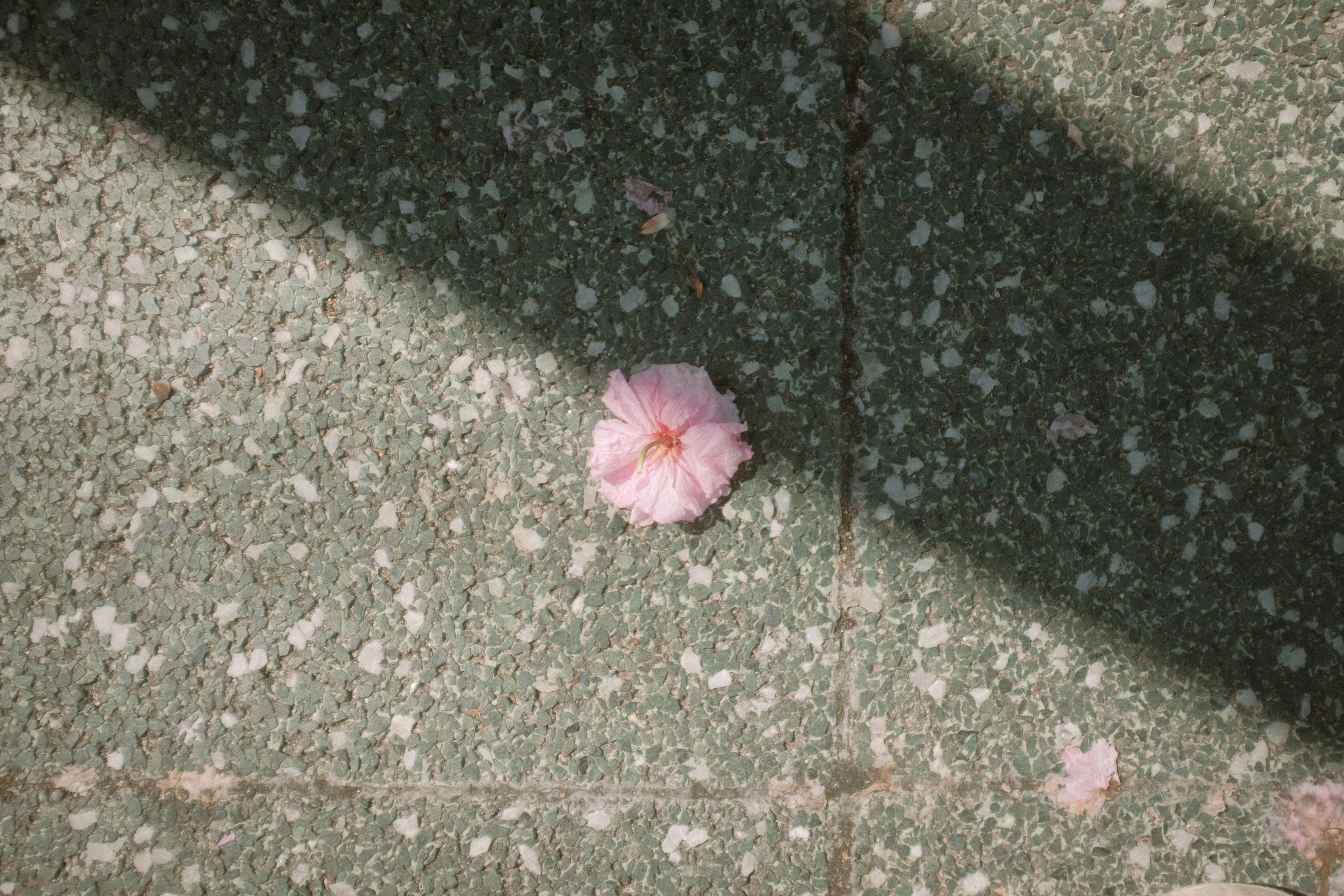 pink flower on gray concrete floor
