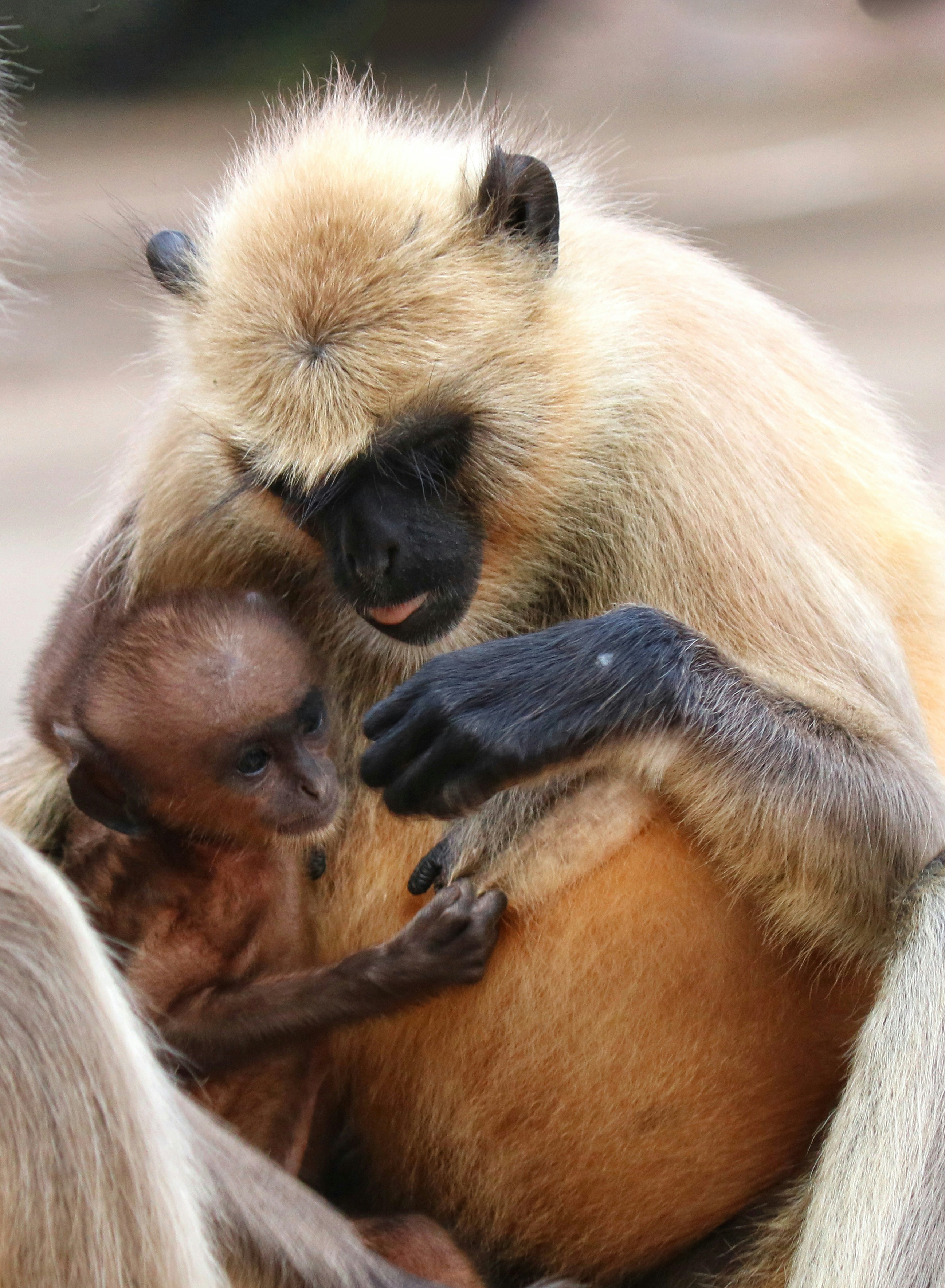 Gentle Embrace: A Golden Langur Mother Nuzzles Her Newborn