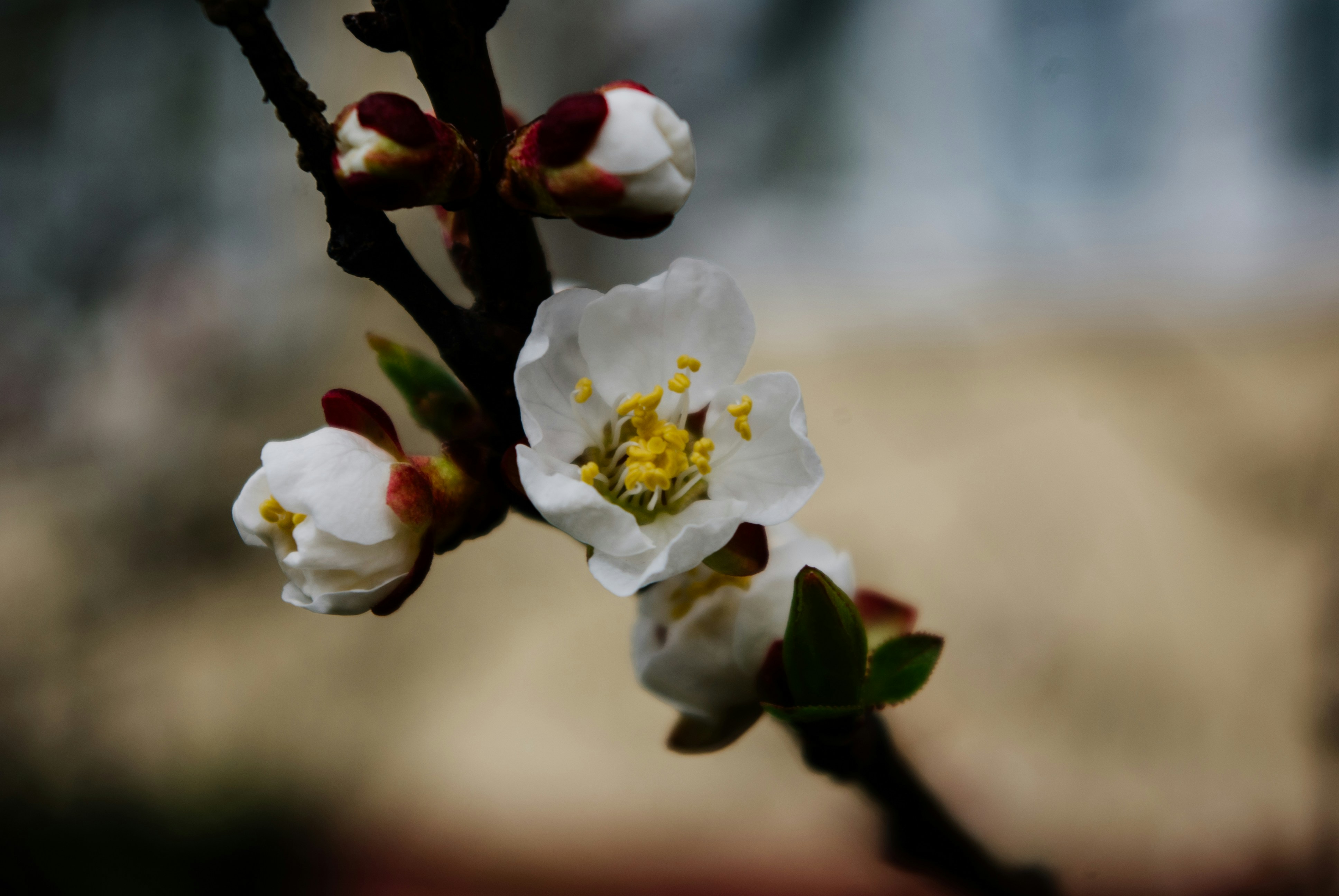 White blossom in sharp focus against a blurred background