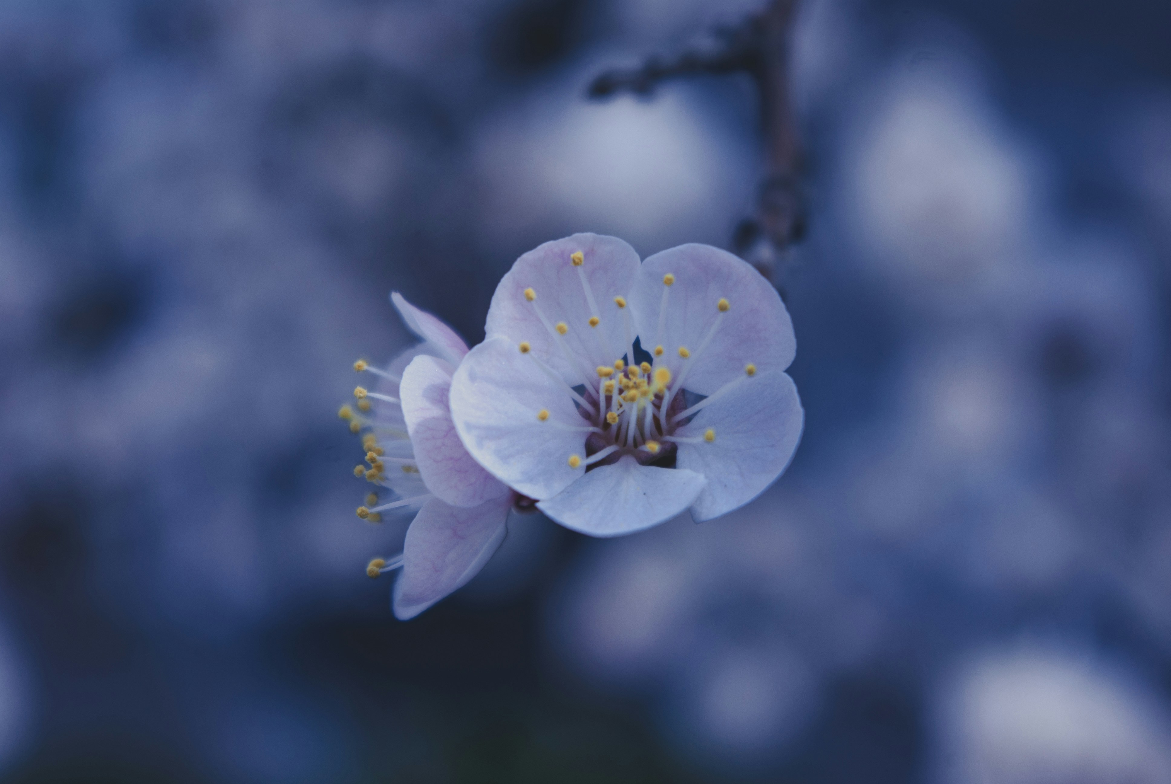 Delicate pink flower with yellow stamens against a softly blurred blue background. The focus highlights the intricate details of the petals.