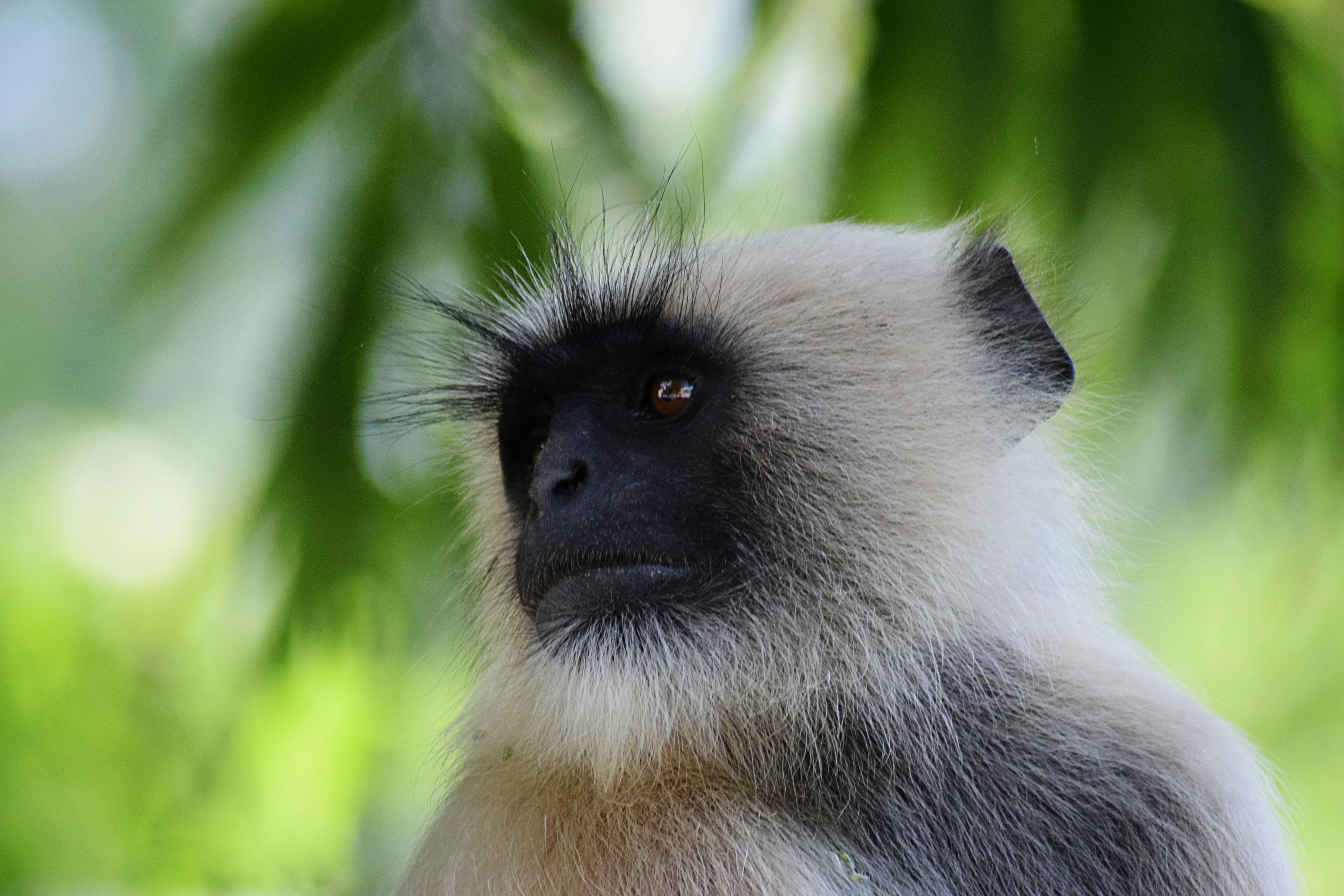 White and black monkey in close up photography photo – Free India Image ...