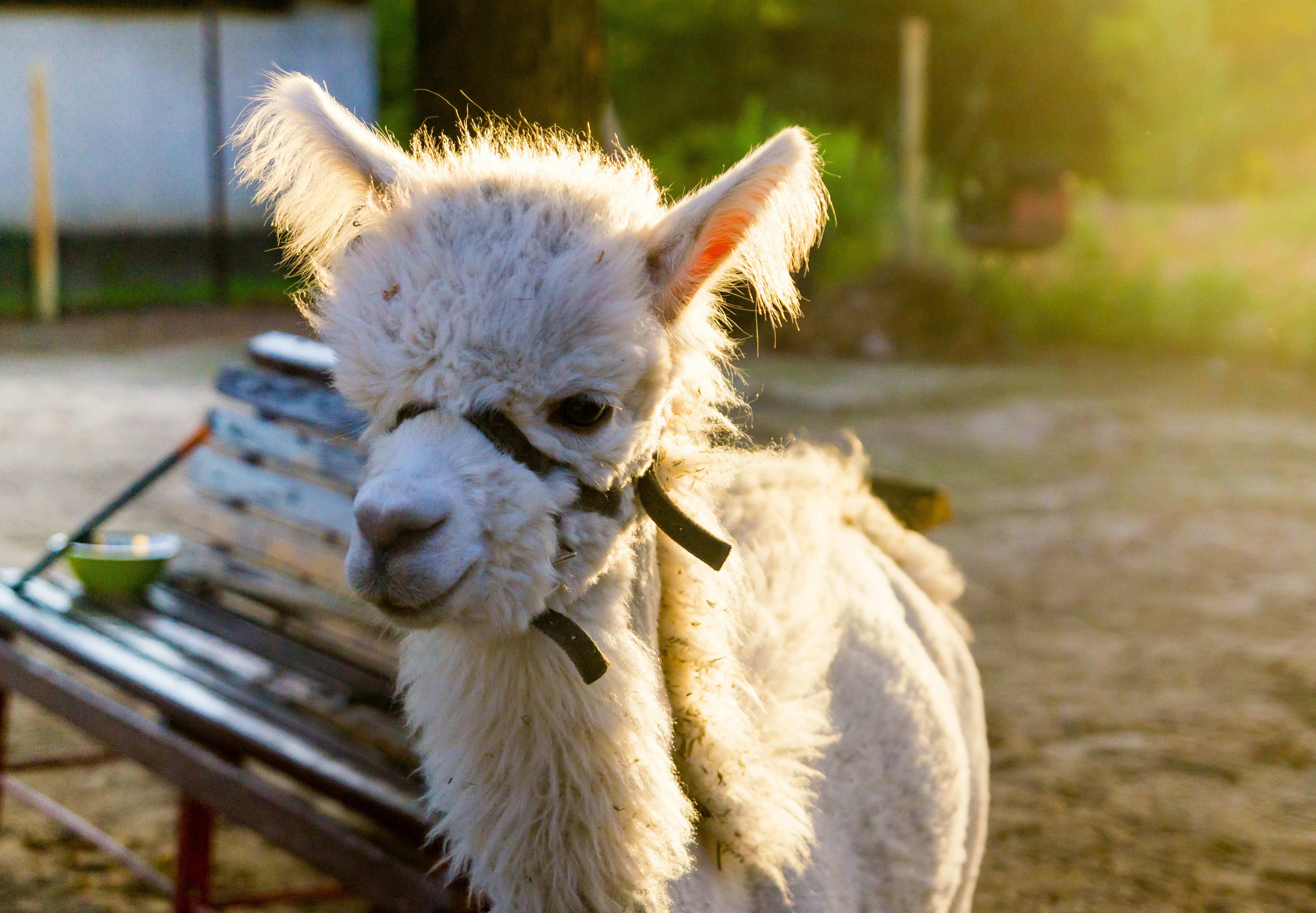 white llama lying on ground
