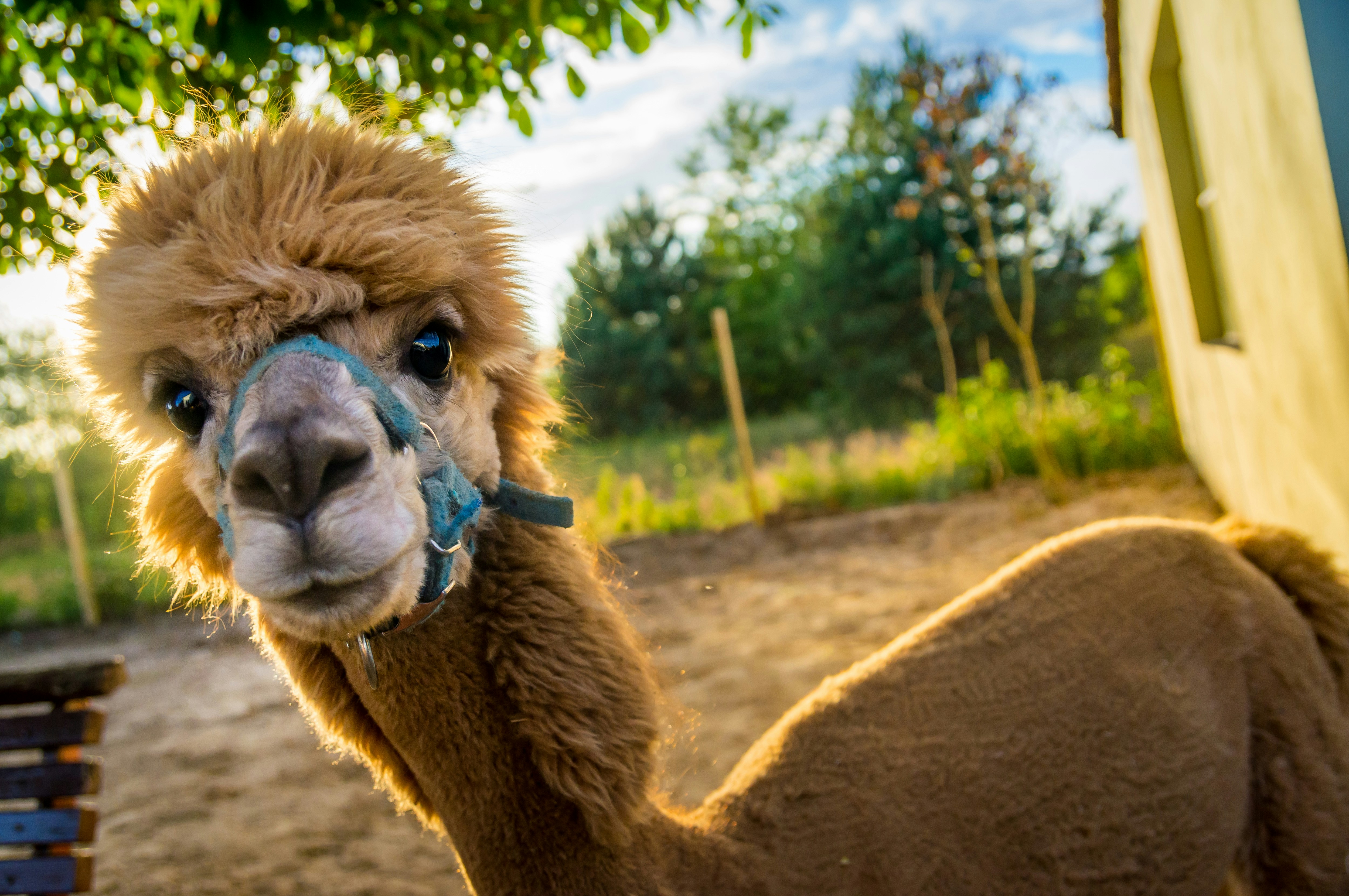 Camel with a blue halter standing in a sunlit field, surrounded by trees and a building.