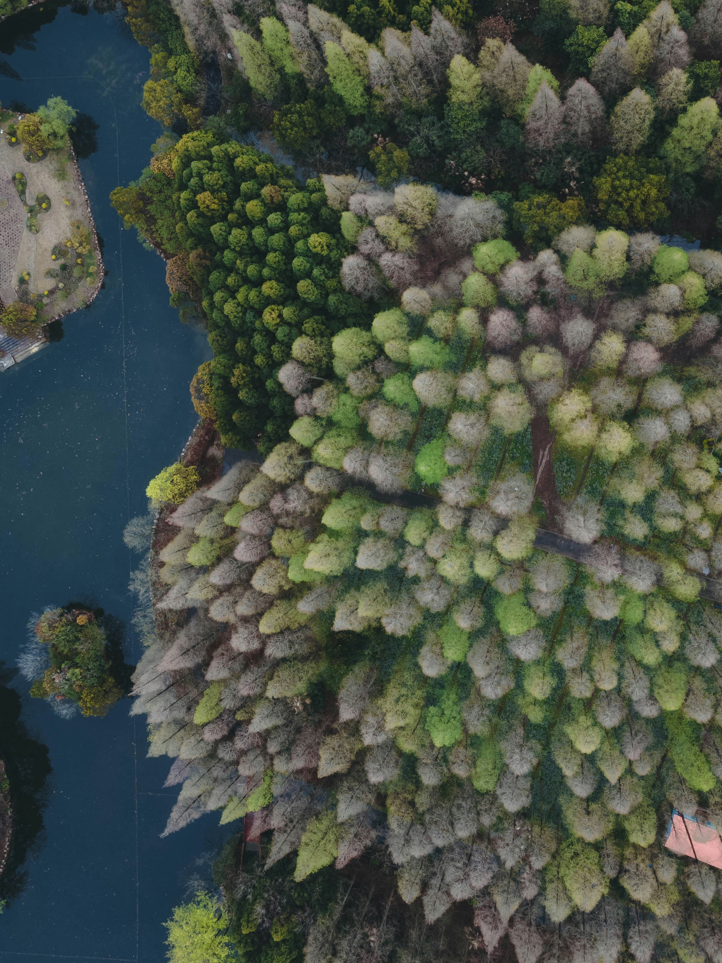 Canopy Spiral Over a Quiet River: A Drone’s Eye Portrait of Converging Pines
