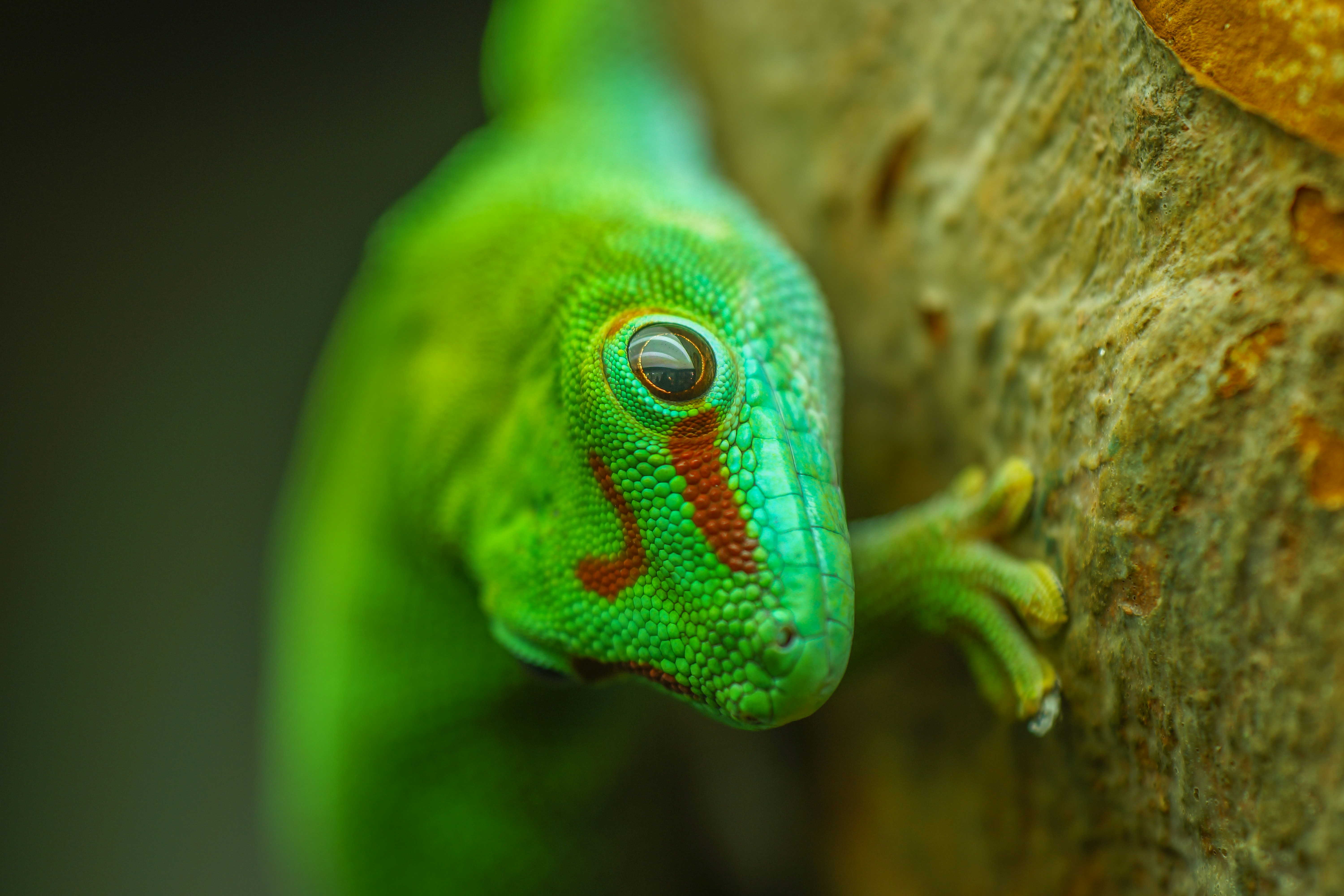 A Phelsuma madagascariensis at the Zoo of Stuttgart.  | green and blue lizard on brown tree branch
