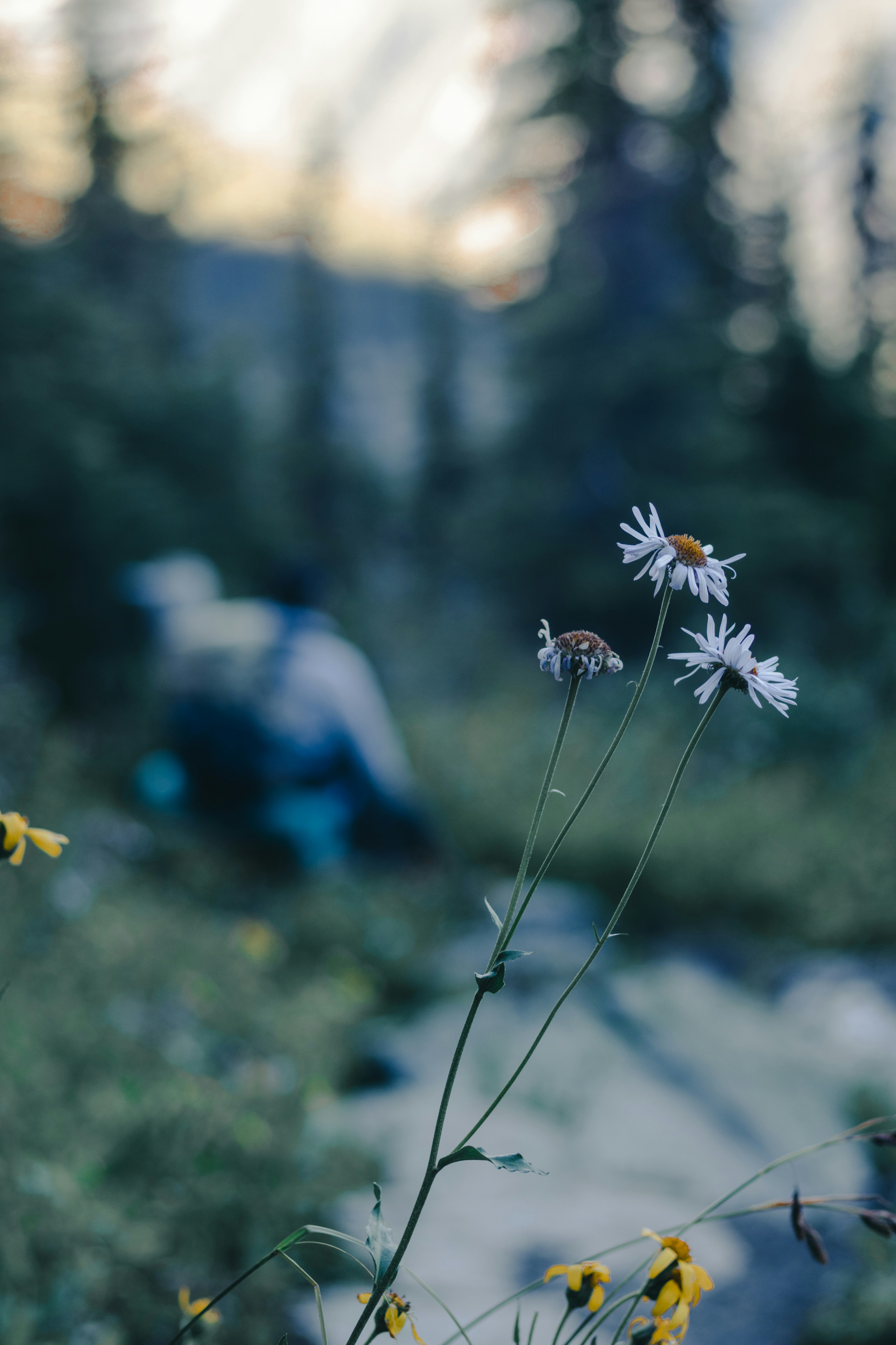 Petals at the Trail's Edge: A Quiet Meadow Moment