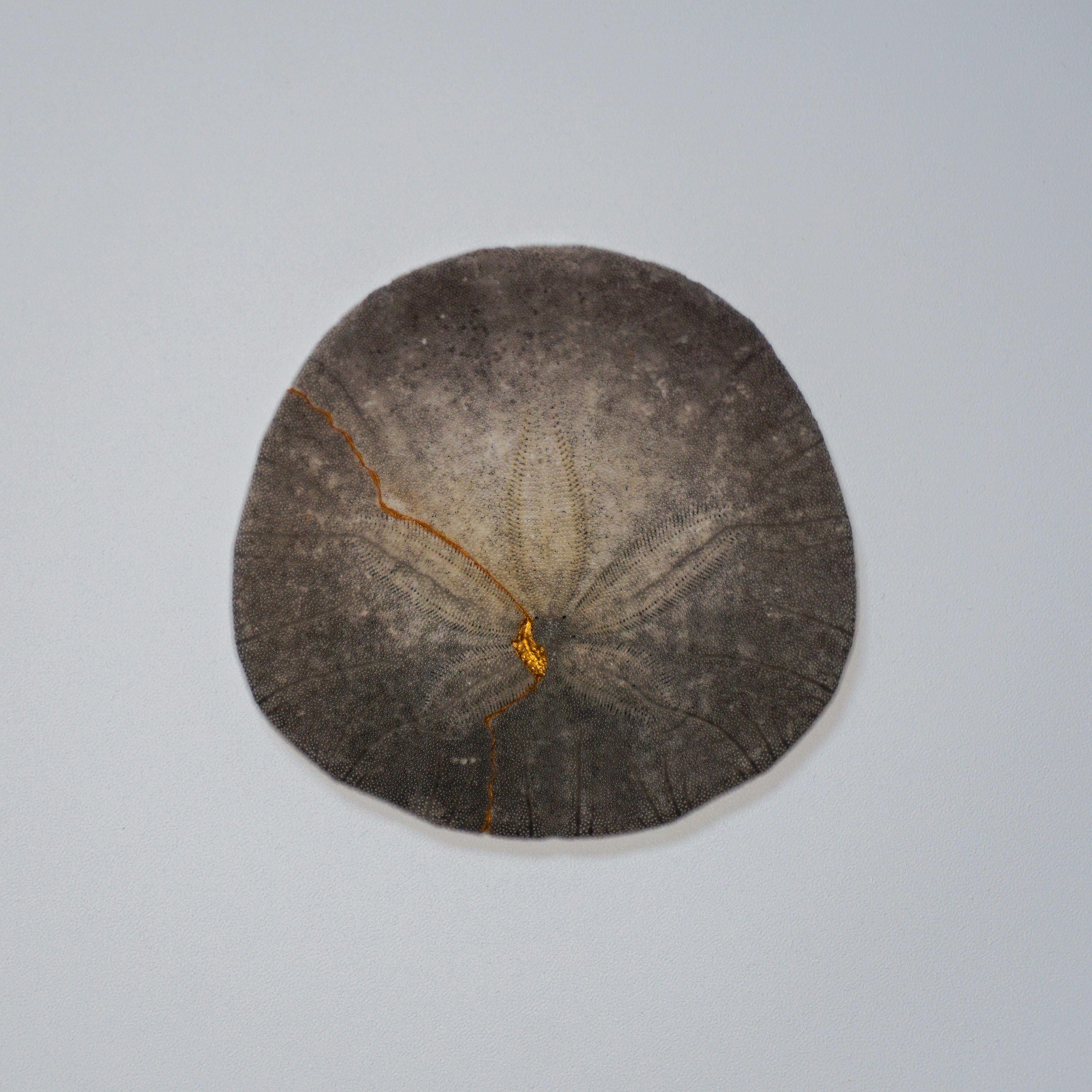 Cracked Tree Ring Pendant on Pale Backdrop