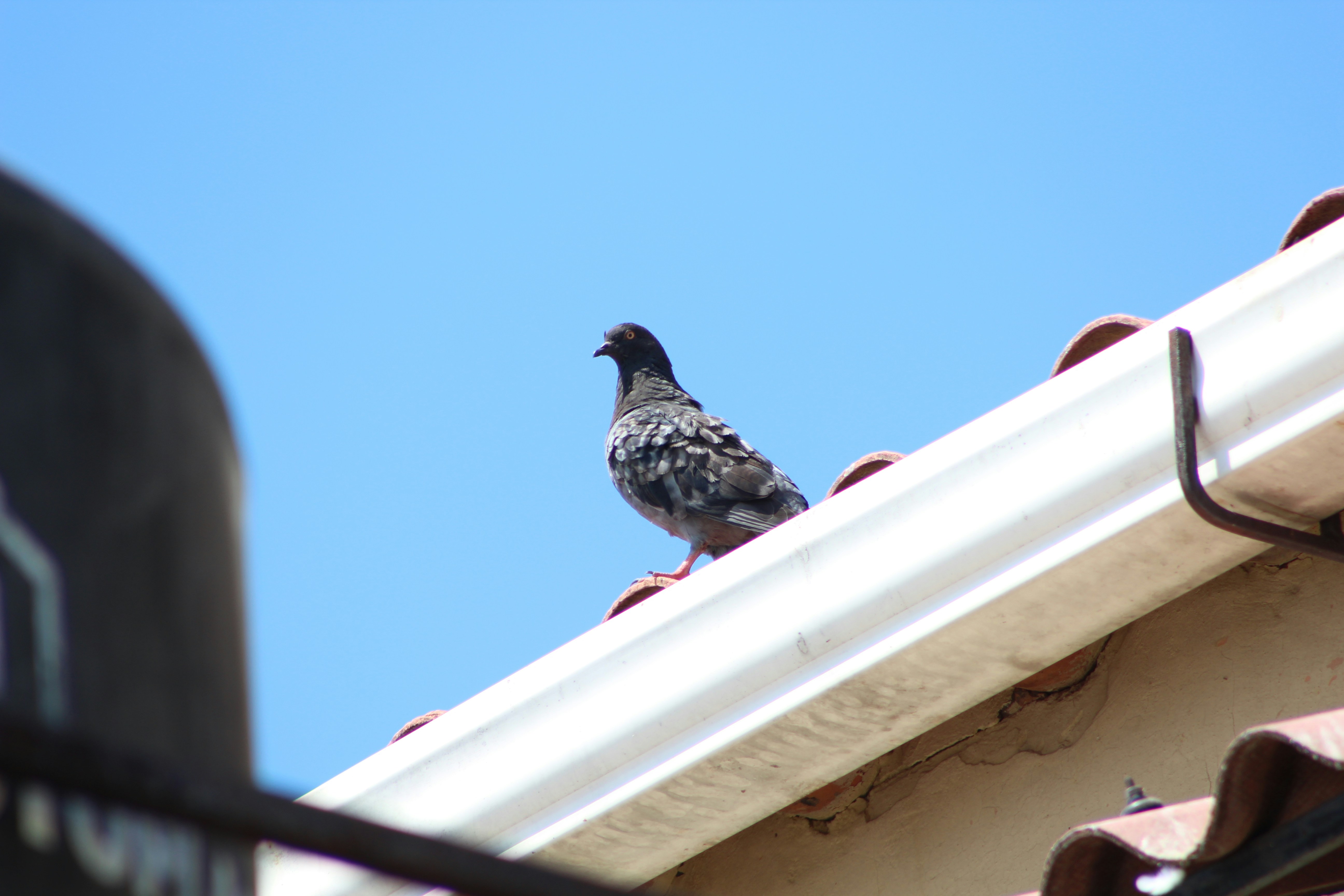 A pigeon perched confidently on a roof edge, contrasting against a clear blue sky.