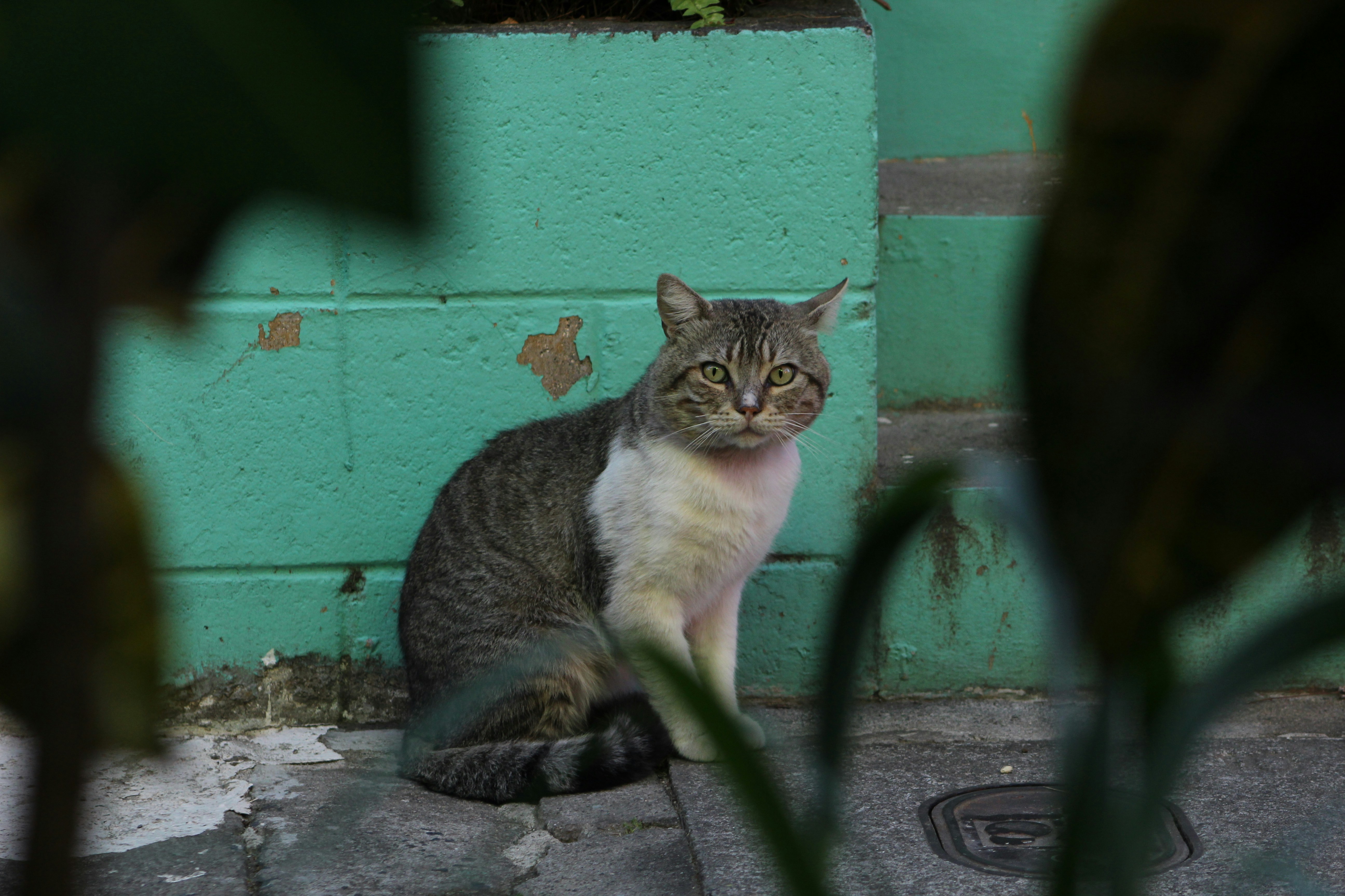 A tabby cat sits attentively against a mint green wall, partially obscured by foliage. The scene captures the essence of urban wildlife.