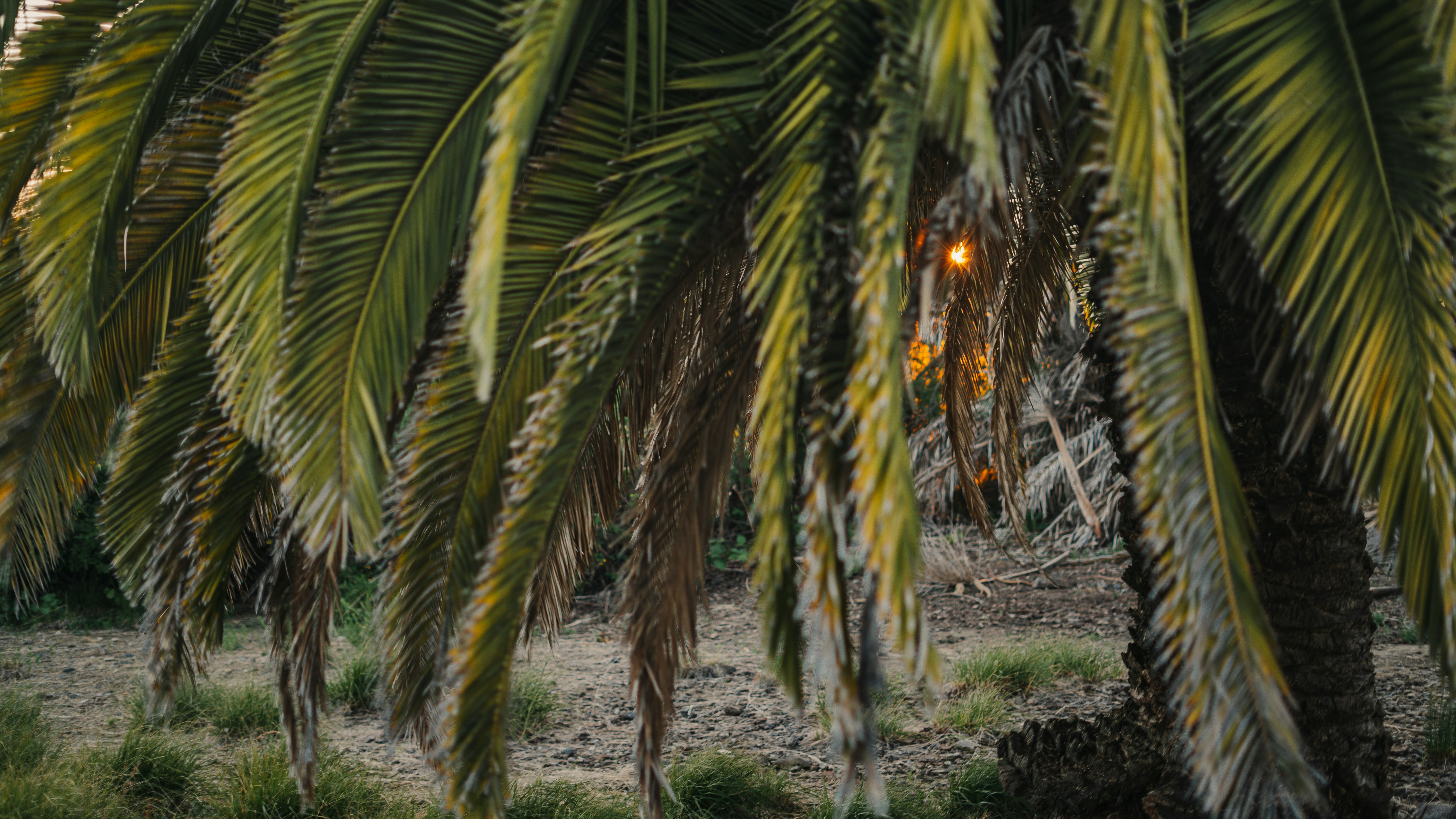 Lanterns Hidden Behind a Veil of Palms