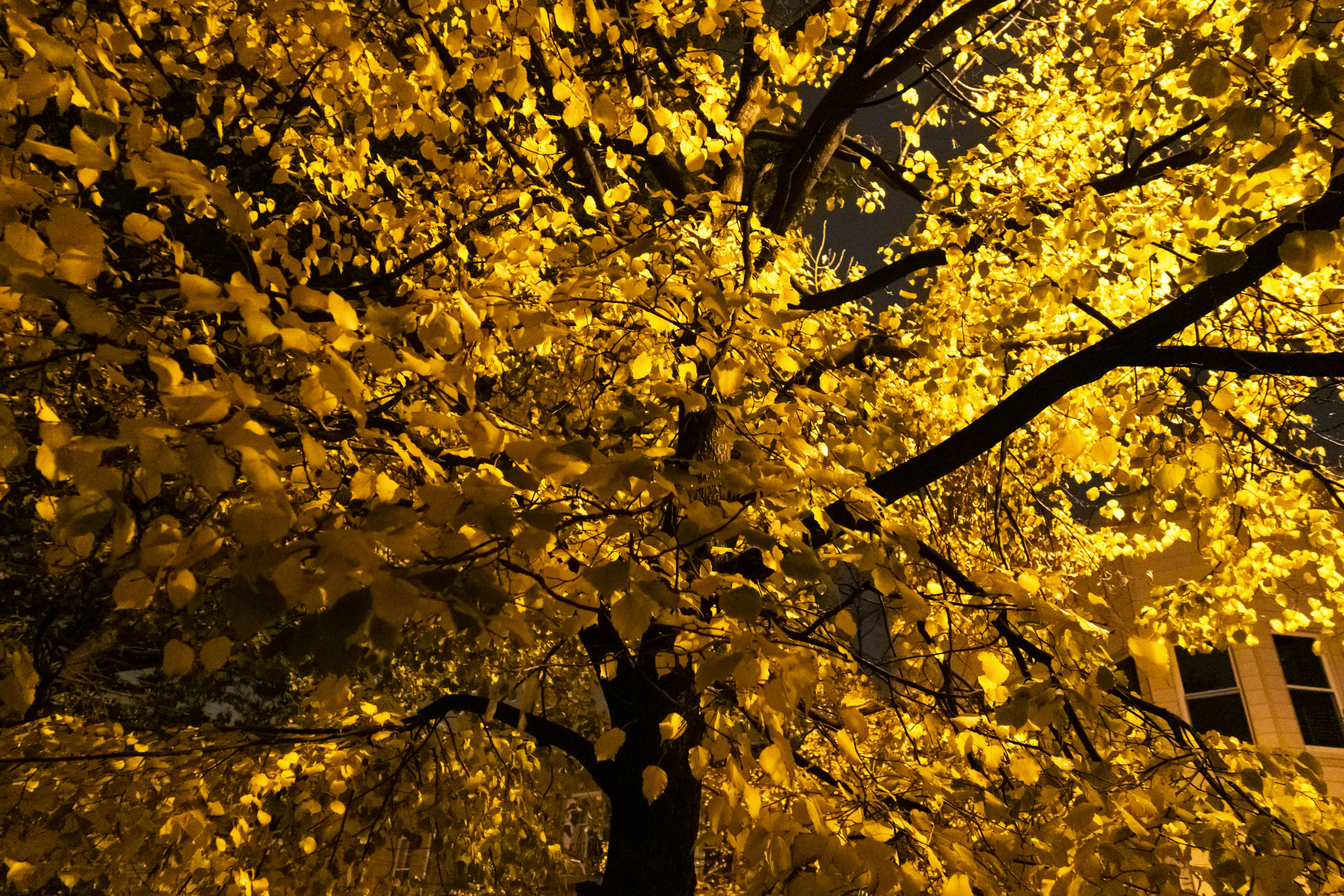Vibrant yellow leaves illuminated under night sky, creating a warm glow around a tree. The scene captures the essence of autumn's transition into evening.