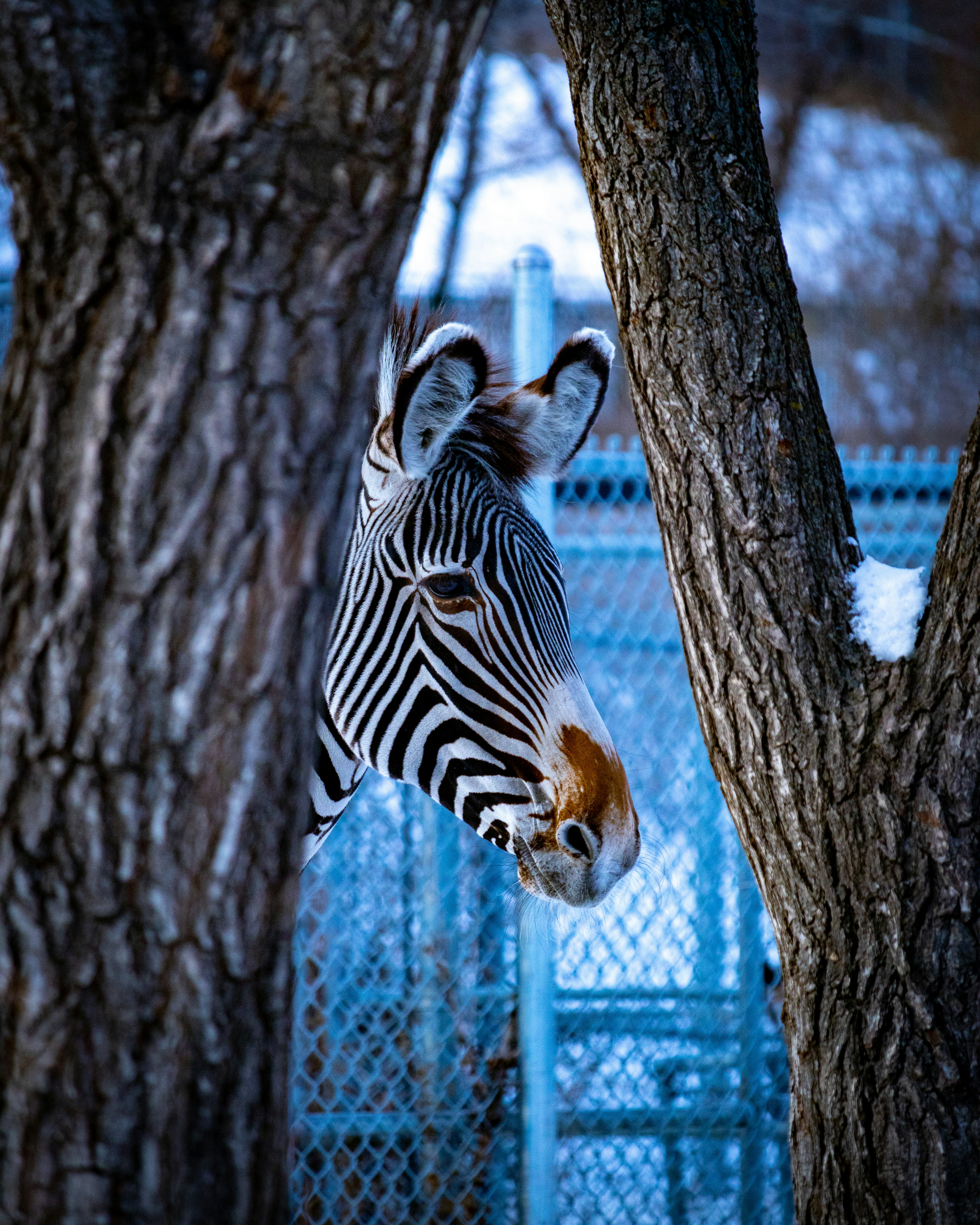 Zebra animal on brown tree trunk photo – Free Wildlife Image on Unsplash