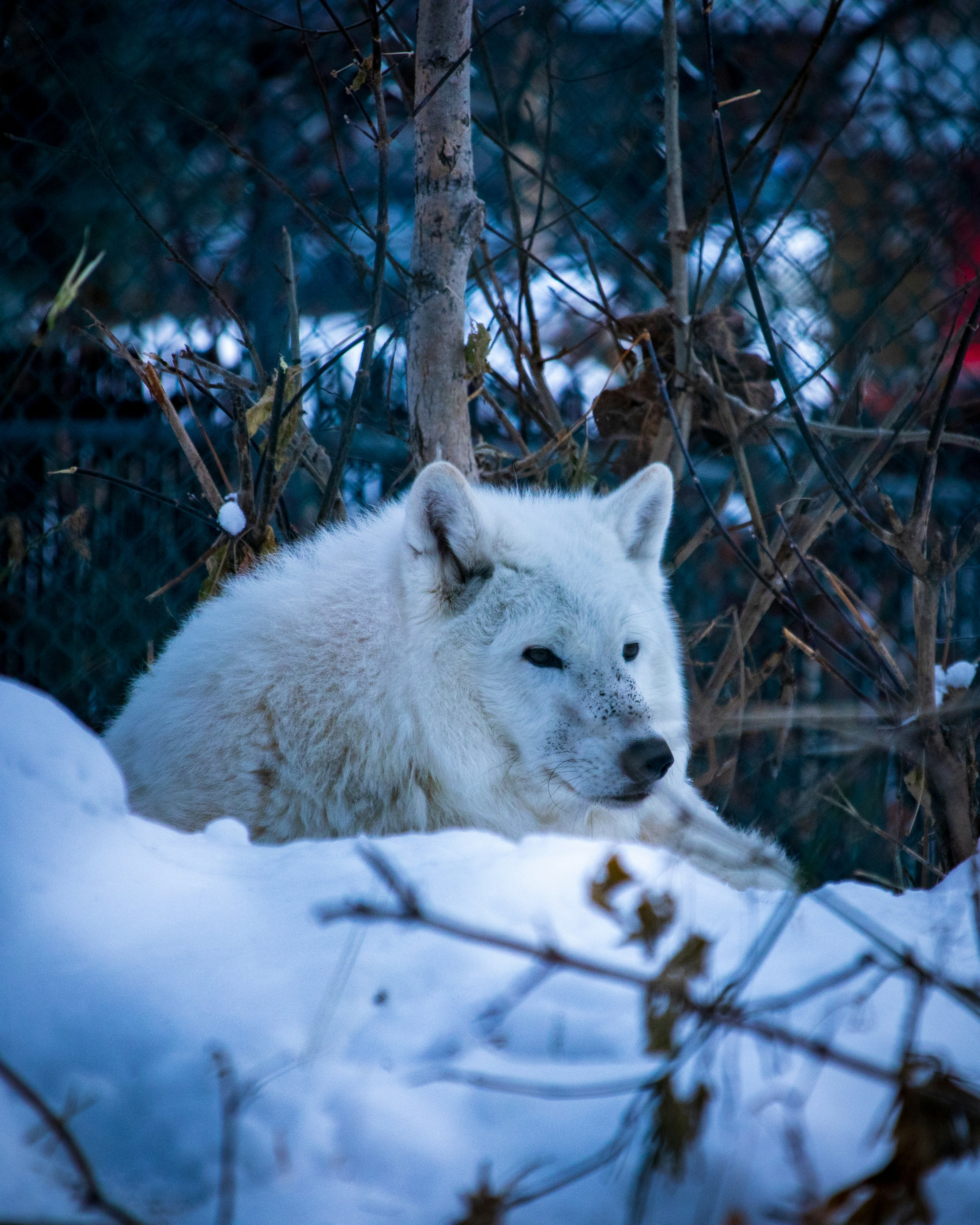 White Wolf In Snow